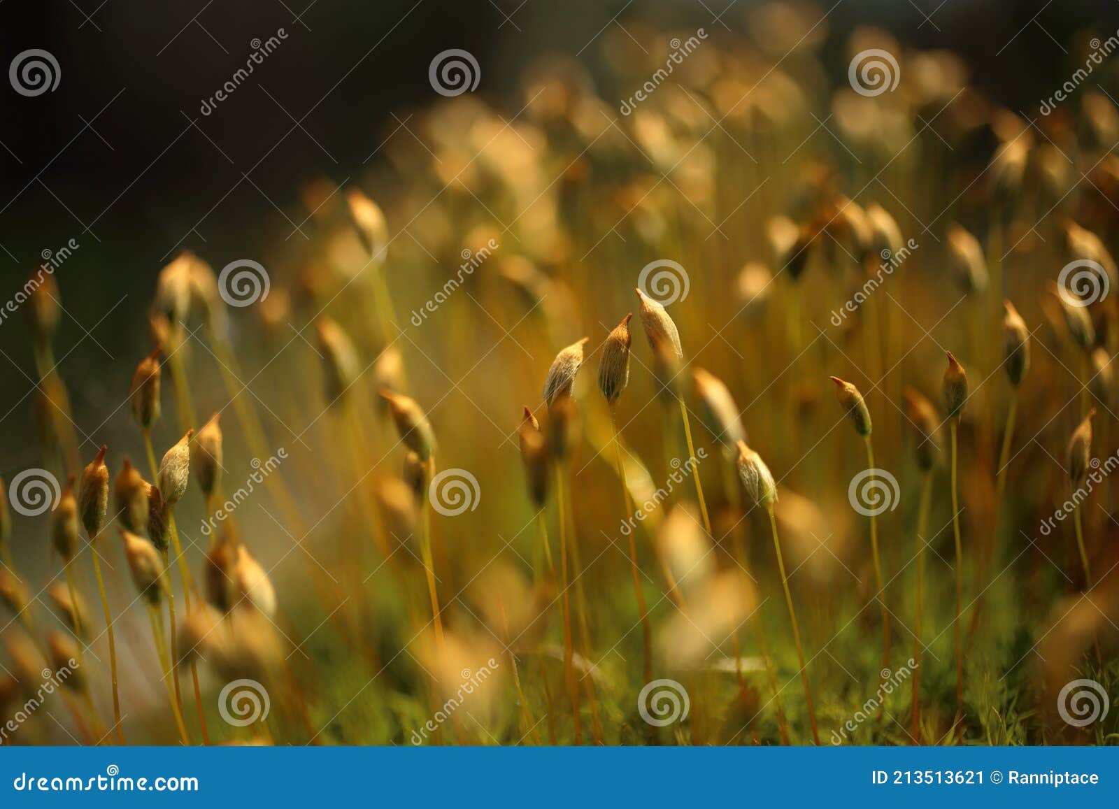Macro of Bryum Moss on Forest Floor Stock Image - Image of bryophyte ...