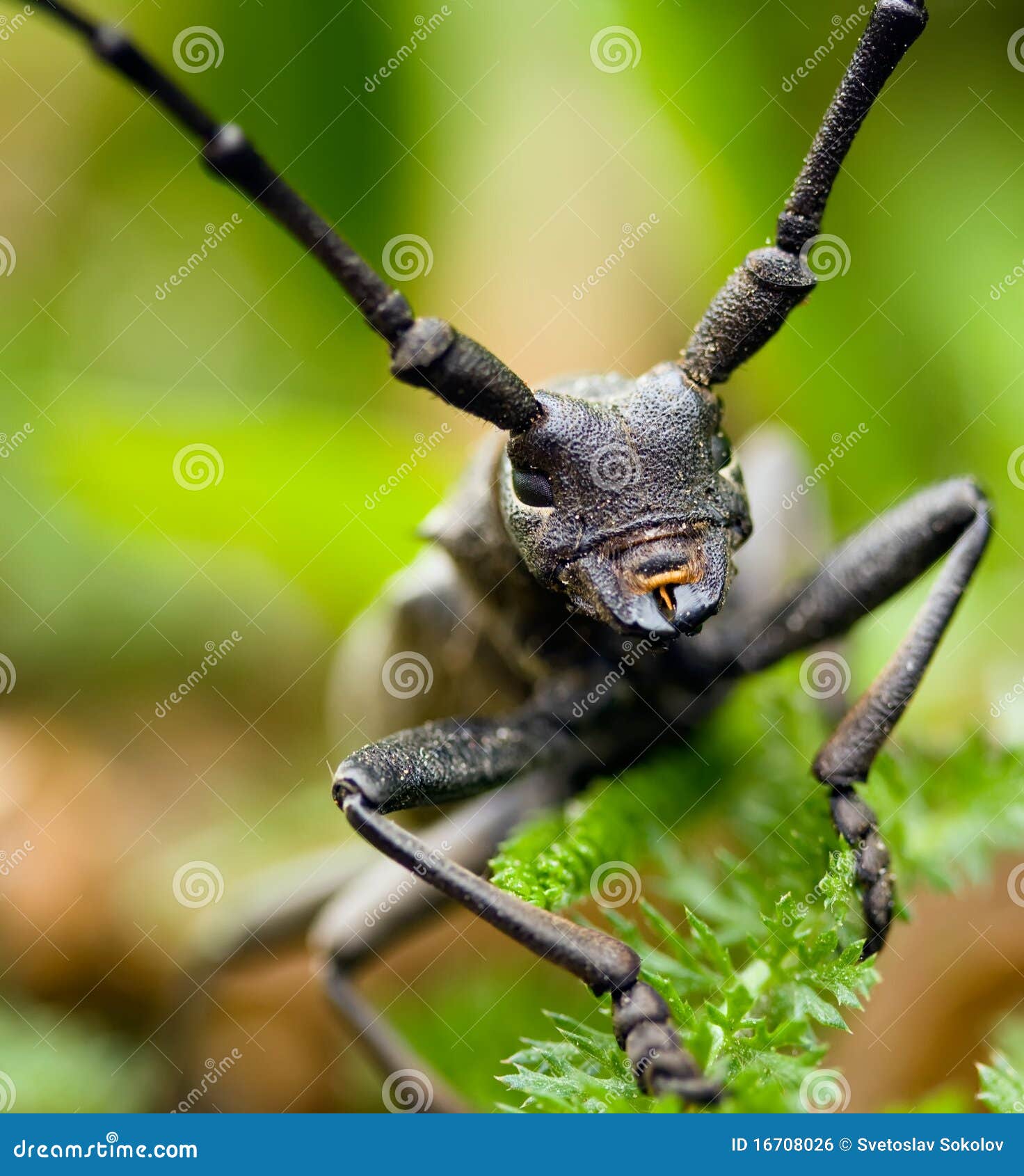 Macro bug stock photo. Image of leaf, season, closeup - 16708026