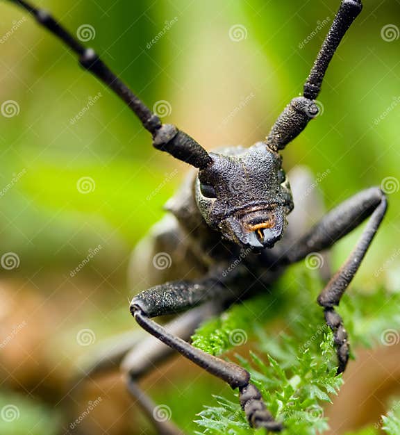Macro bug stock photo. Image of leaf, season, closeup - 16708026