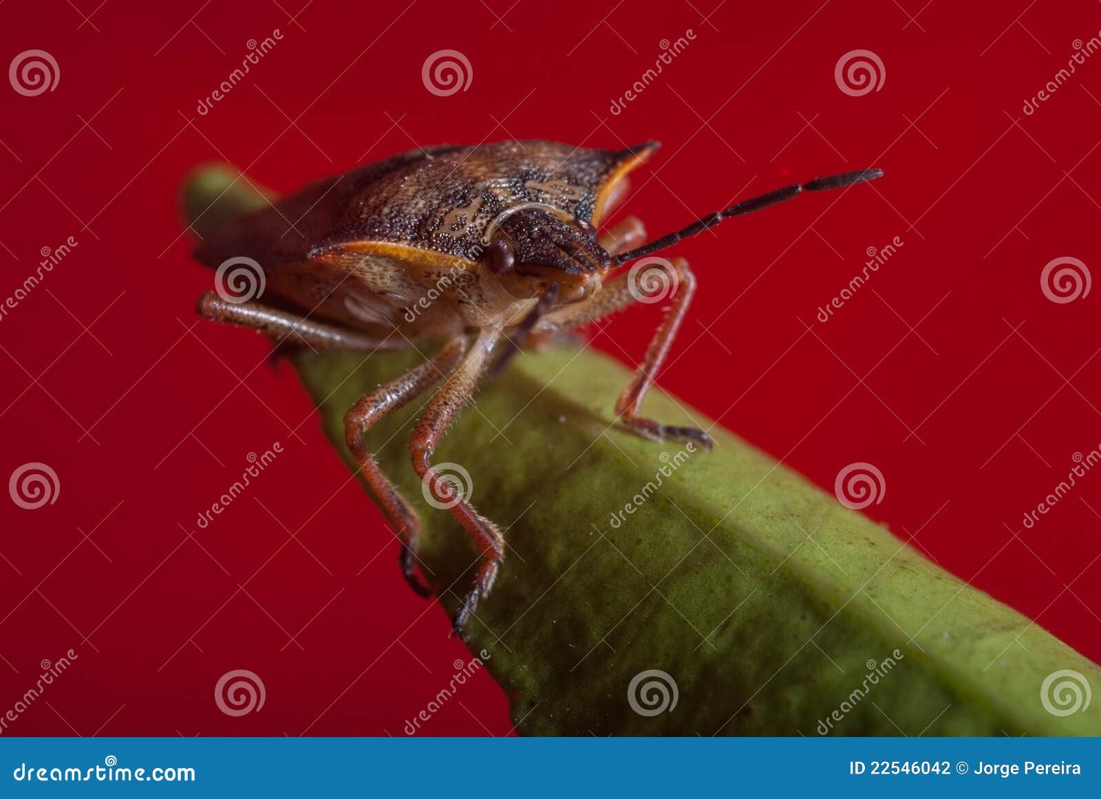 Macro bug stock photo. Image of closeup, leaf, claws - 22546042
