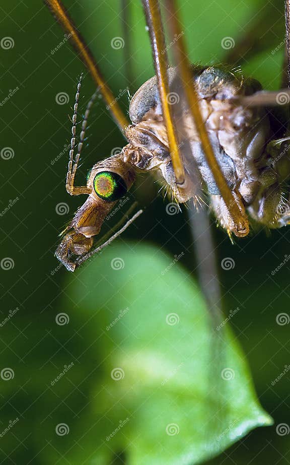 Macro of a bug stock image. Image of pest, closeup, park - 28371015