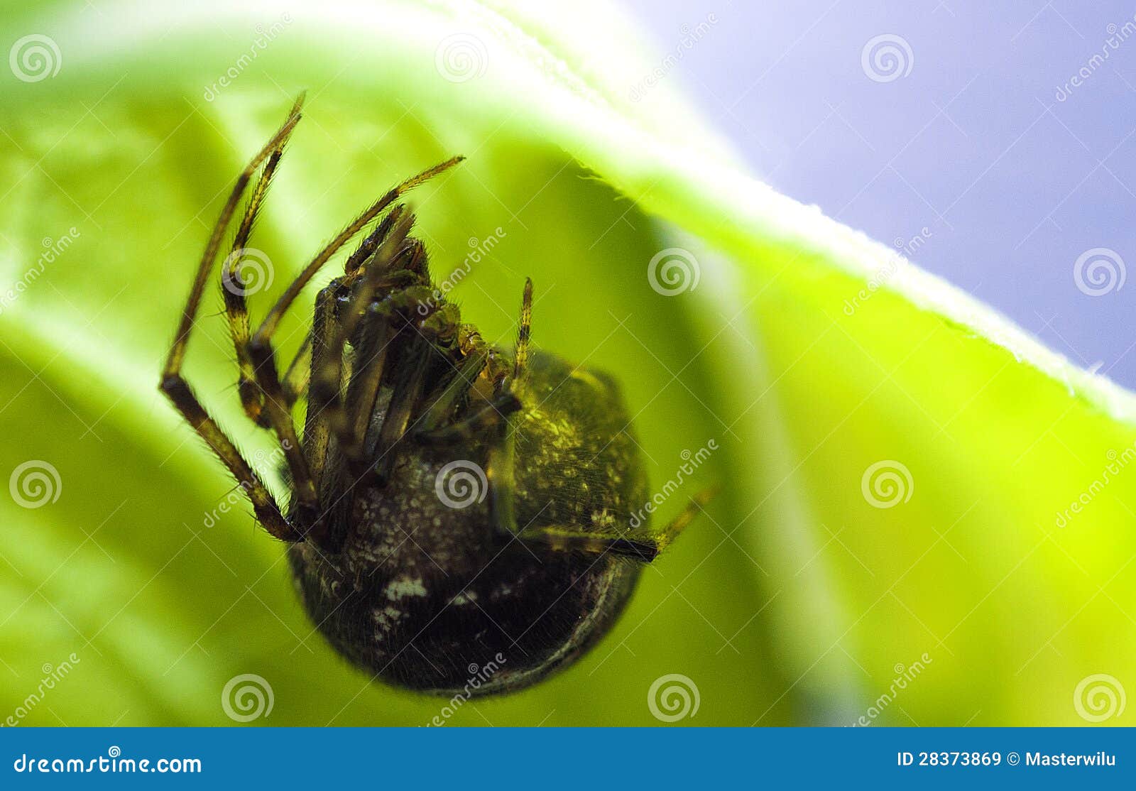 Macro of a bug stock image. Image of detail, summer, antenna - 28373869