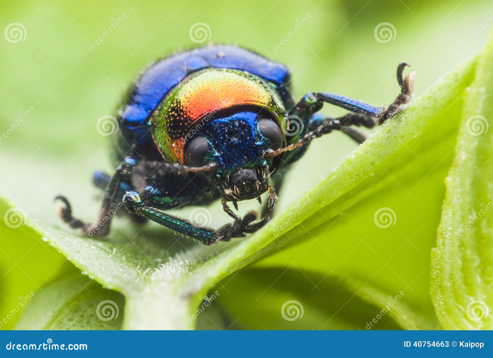 Macro bug Colorful stock image. Image of insect, ecology - 40754663