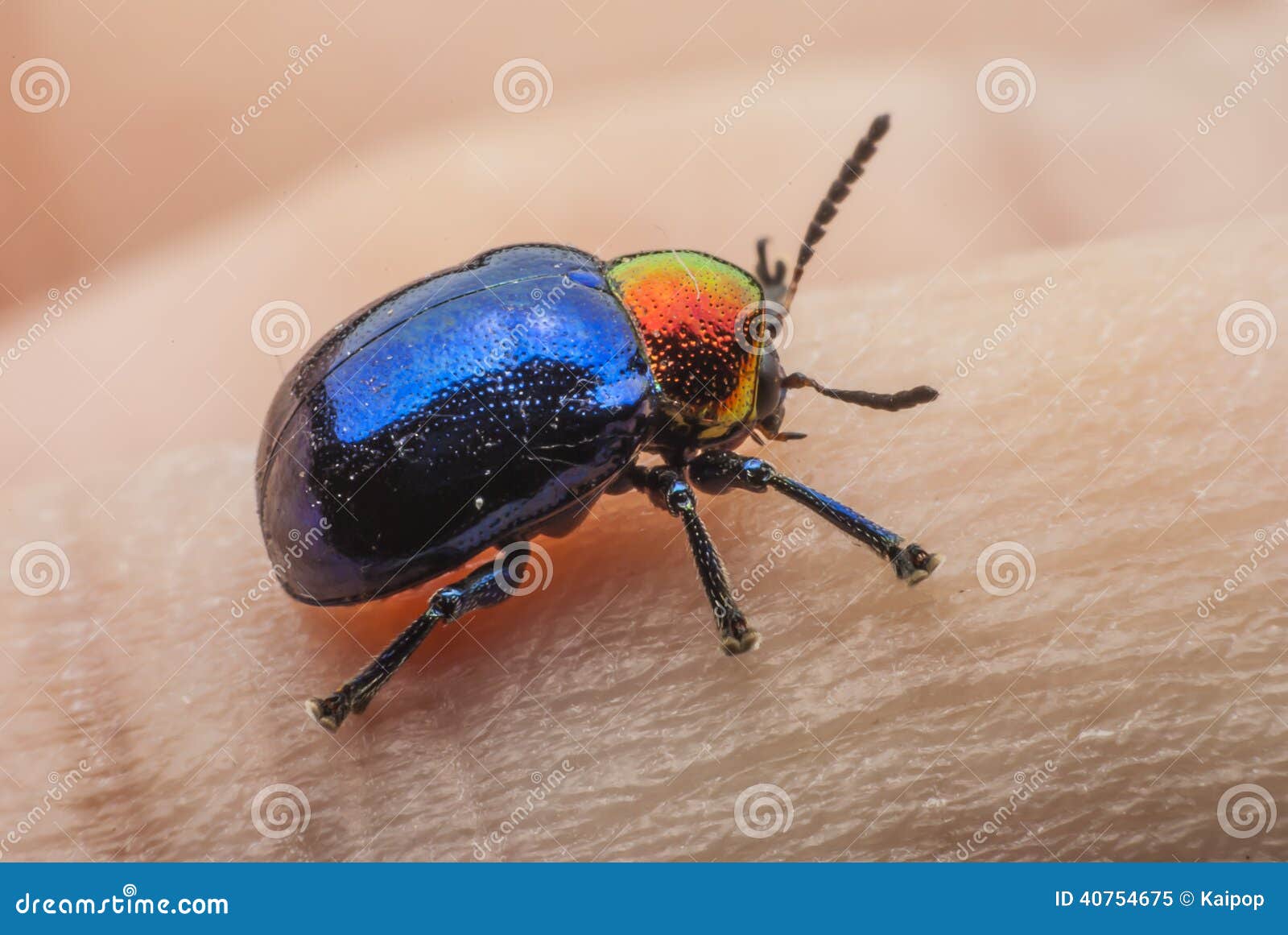 Macro bug Colorful stock image. Image of foliage, blurred - 40754675