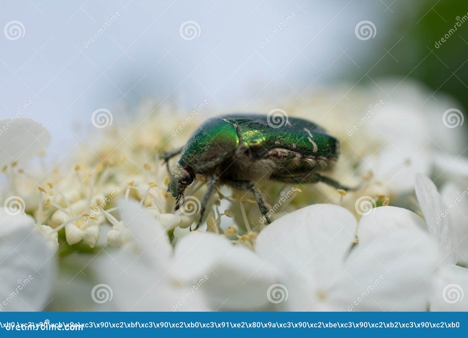 Macro of a bug on a flower stock photo. Image of isolated - 185879040
