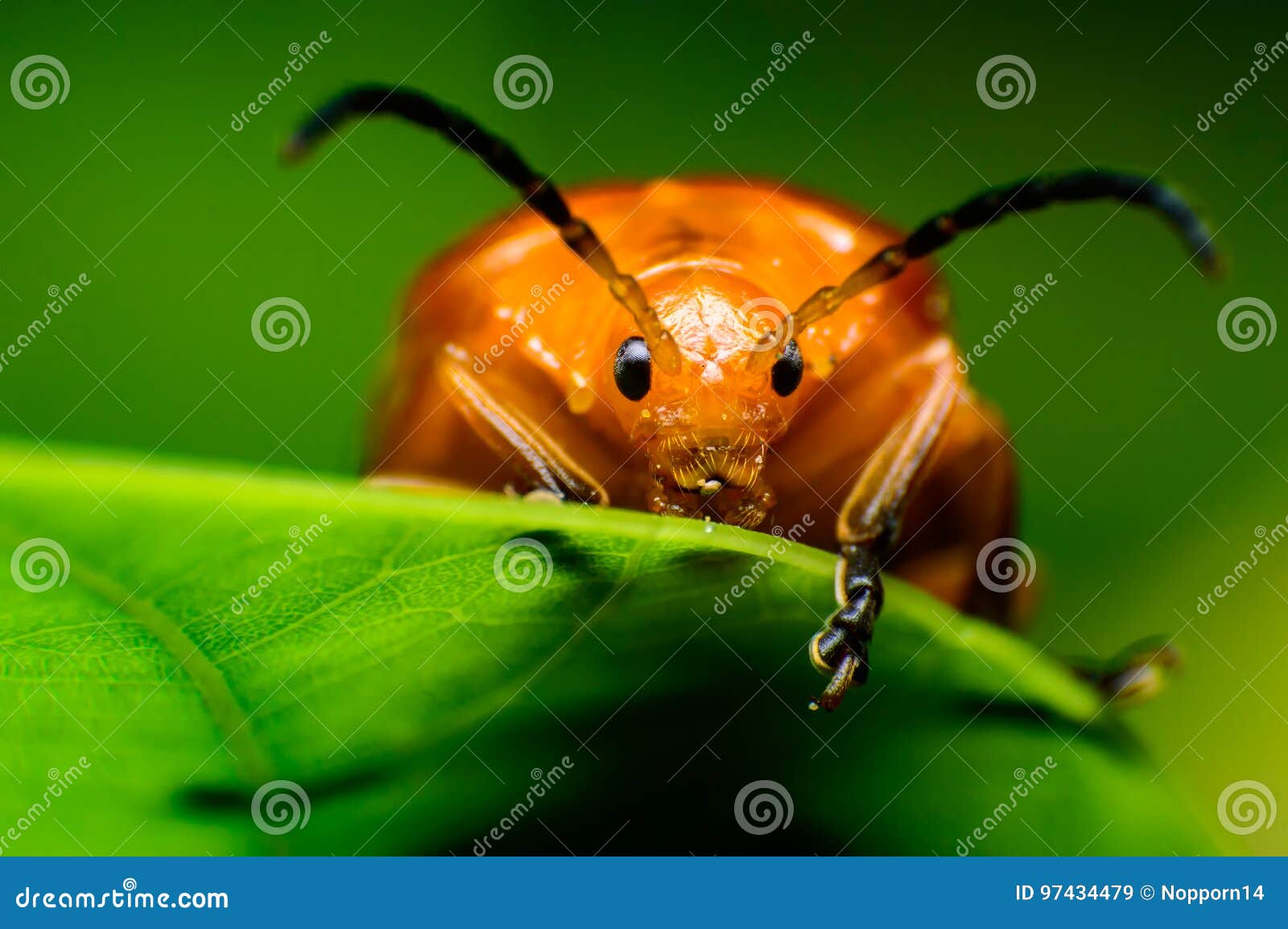 Macro of Bug Insect Ladybug Stock Image - Image of crustacean, flower ...