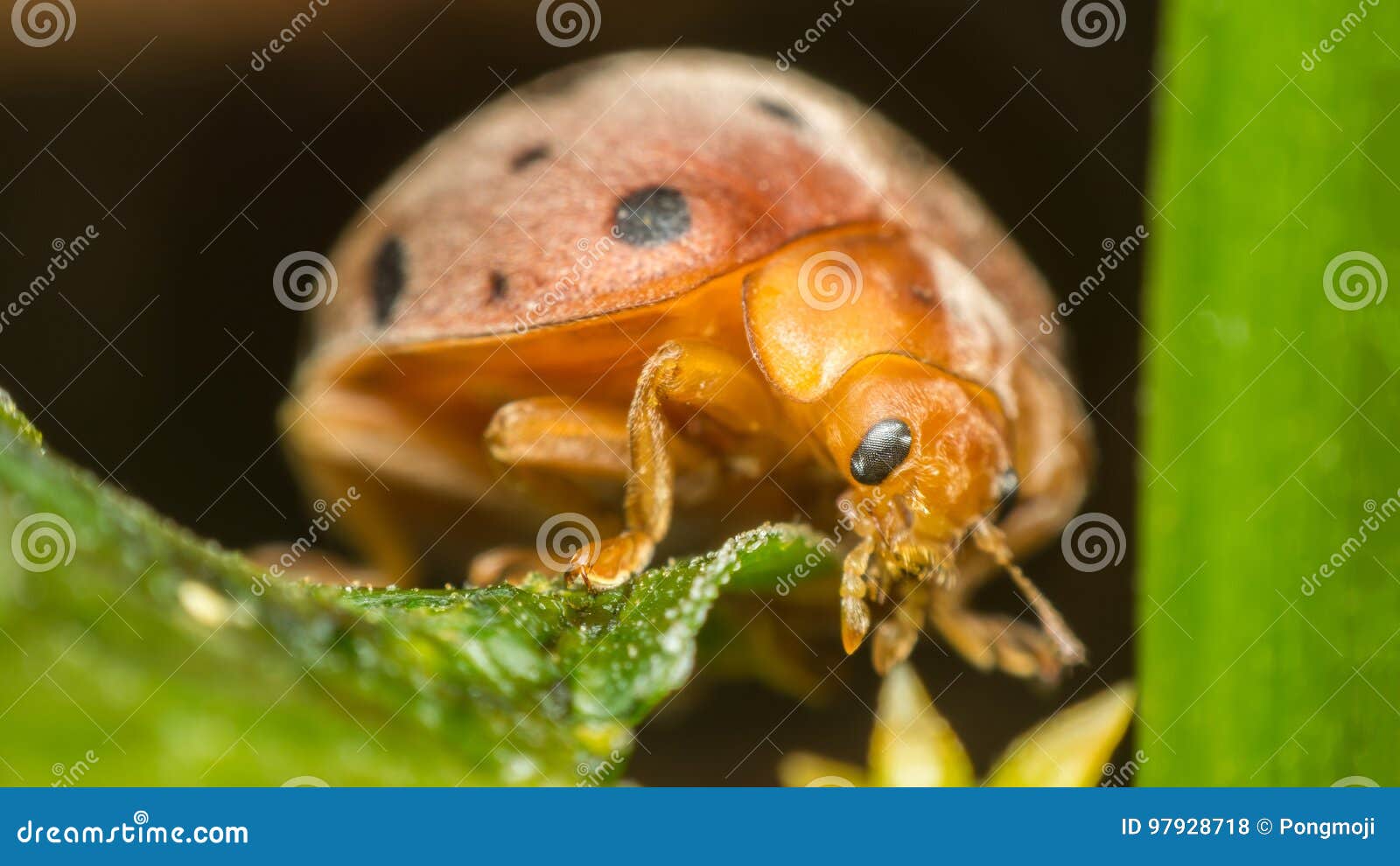 Macro of Bug Insect (Ladybug) on Leaf in Nature Stock Photo - Image of ...