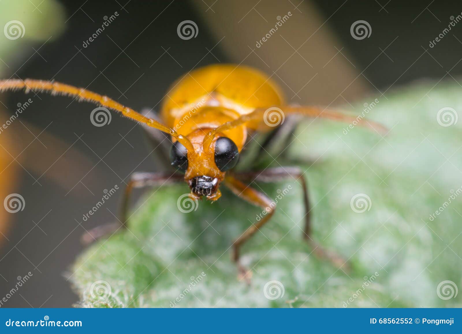 Macro of Bug Insect Orange Color Focus at Eye Stock Photo - Image of ...
