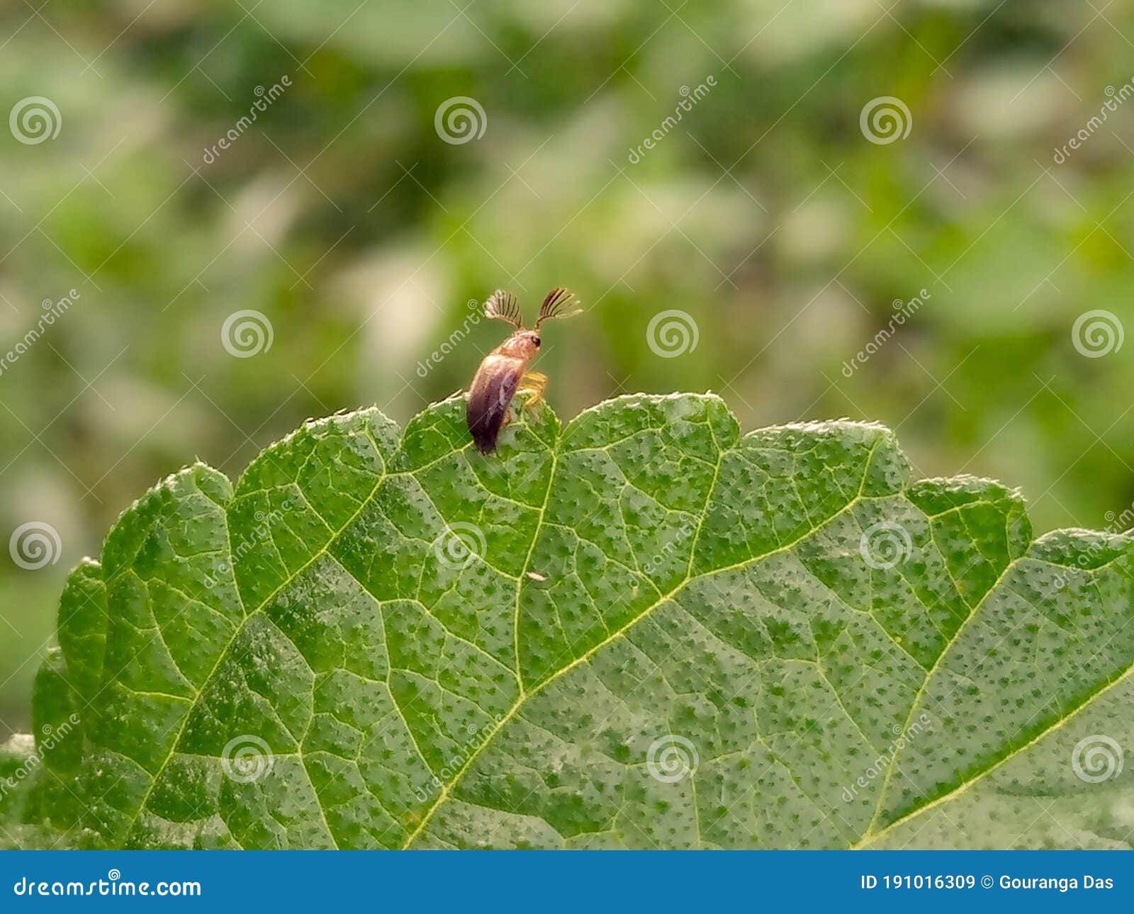 Macro bug photos stock image. Image of invertebrate - 191016309