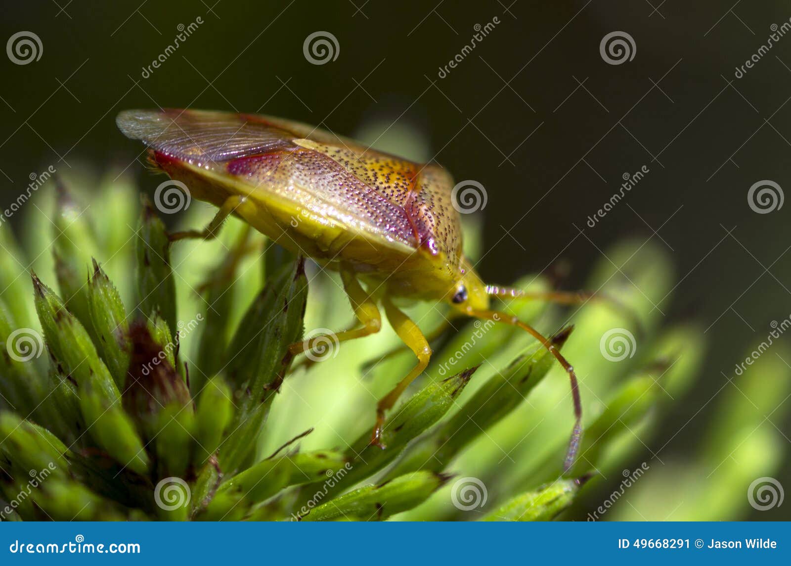 Macro Bug stock image. Image of fallen, festival, glacier - 49668291