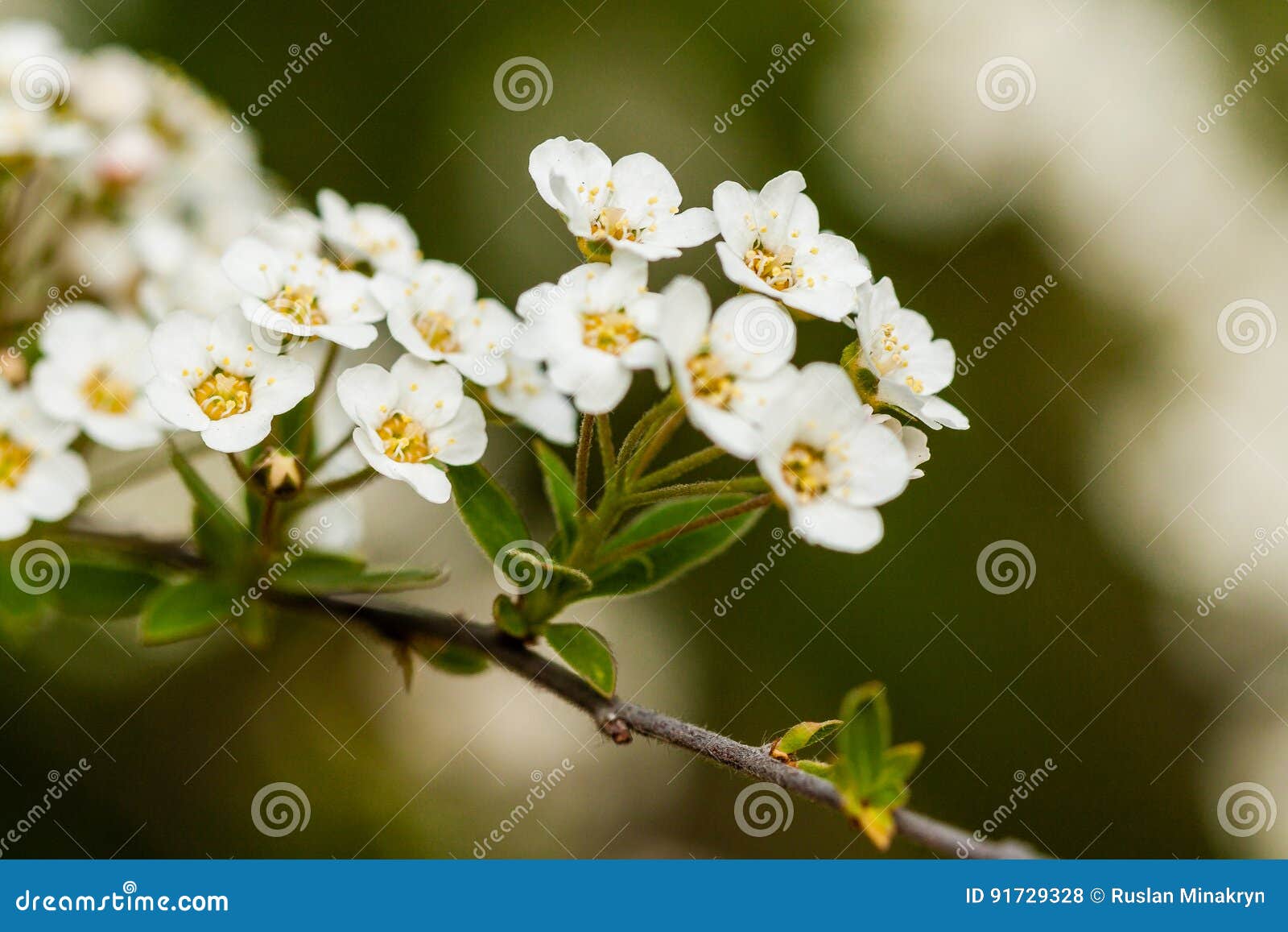 Macro Buisson De Petites Fleurs Blanches Sur Une Branche Photo stock ...