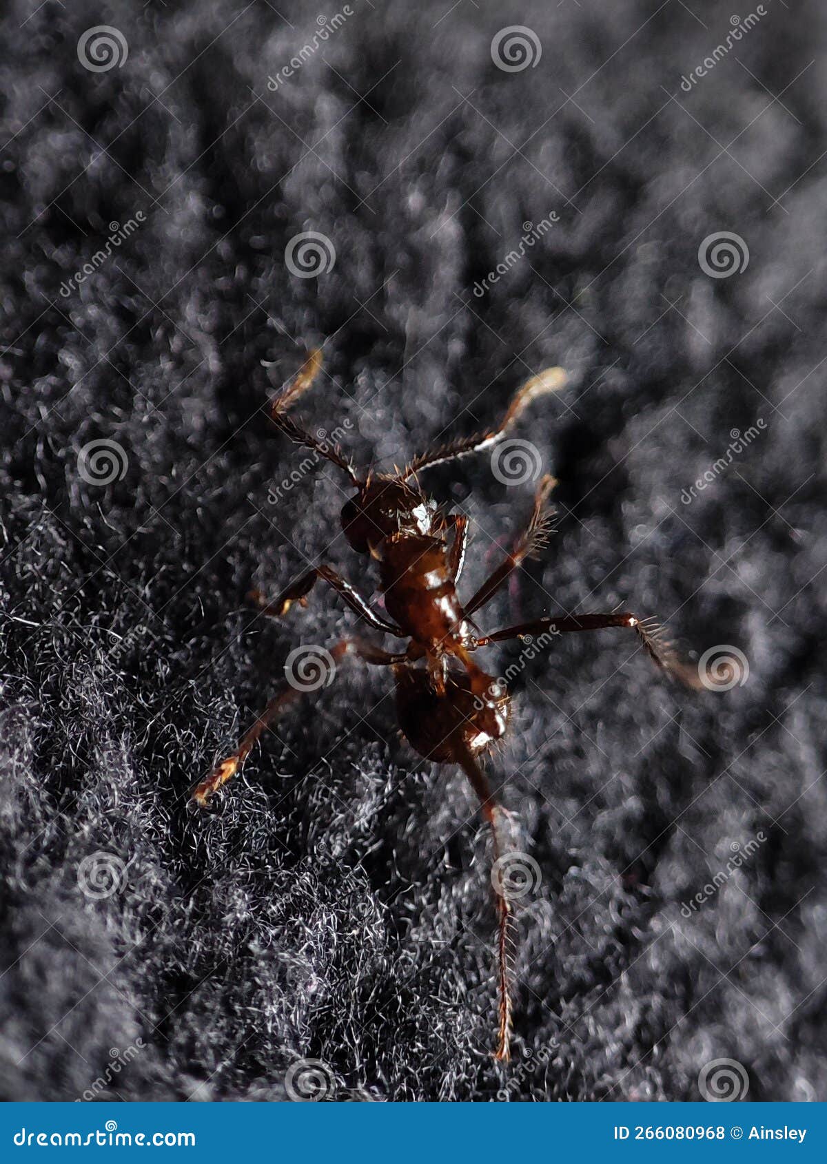 Macro Bullet Ant stock photo. Image of macro, closeup - 266080968