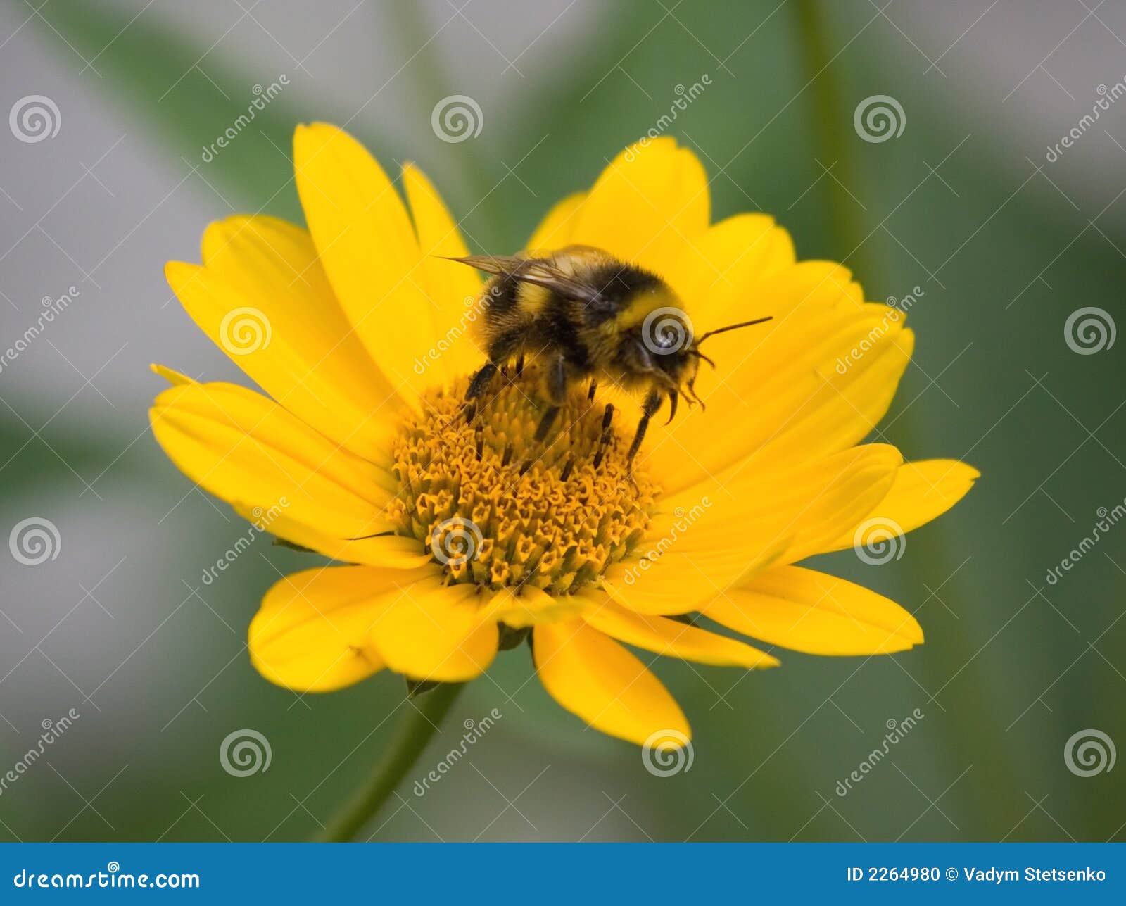 A macro bumblebee stock photo. Image of assistance, flying - 2264980