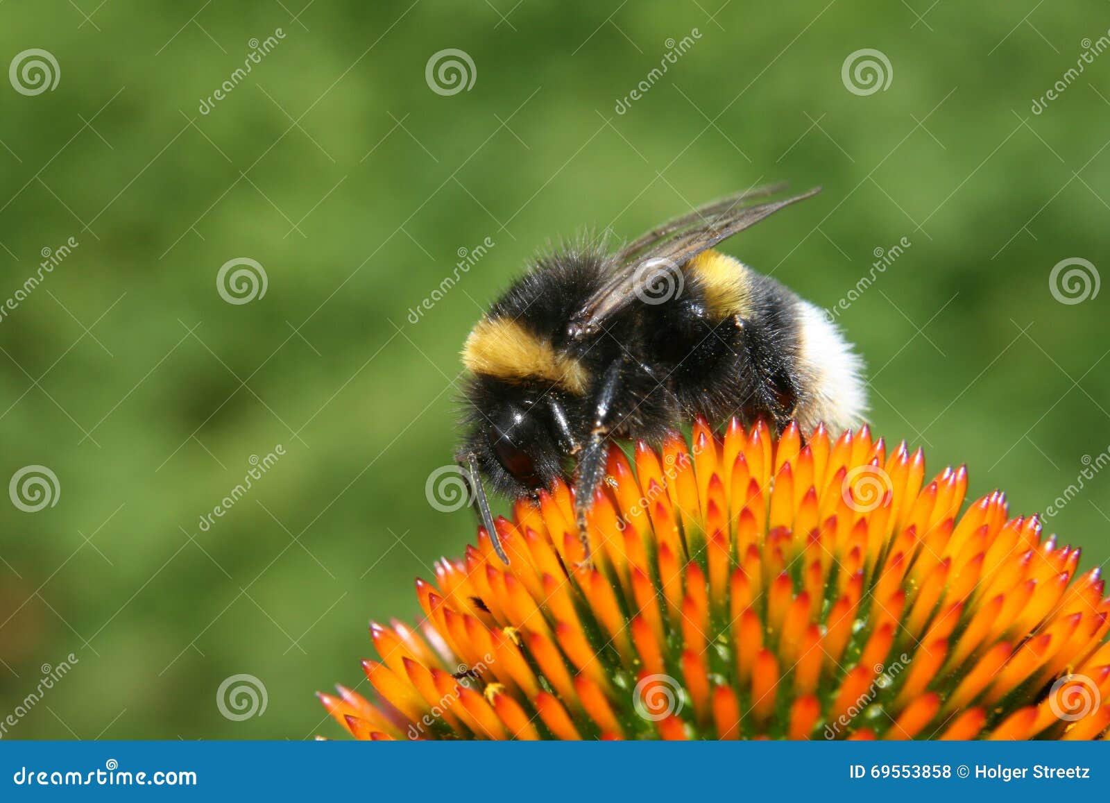 Macro bumblebee on flower stock photo. Image of marco - 69553858
