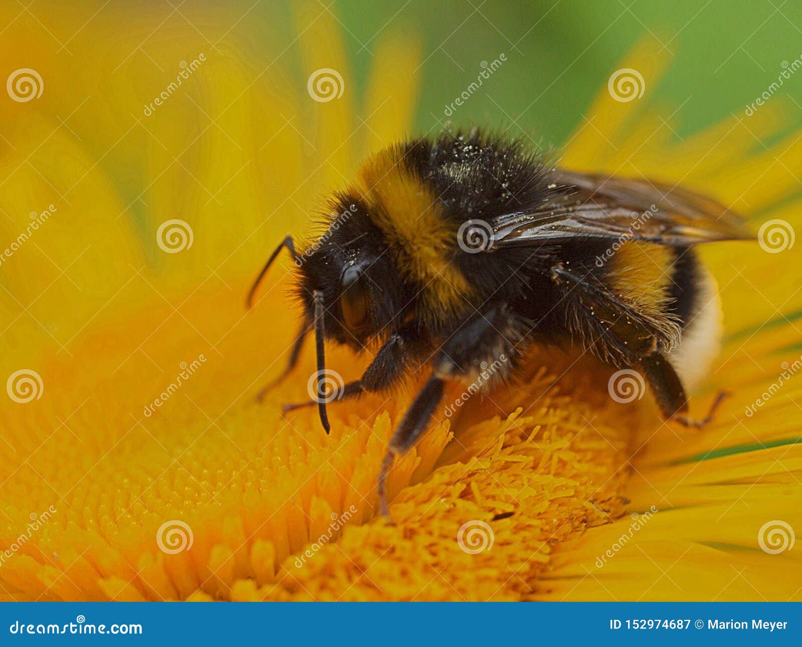 Macro of a Bumblebee on a Yellow Flower Stock Image - Image of insect ...