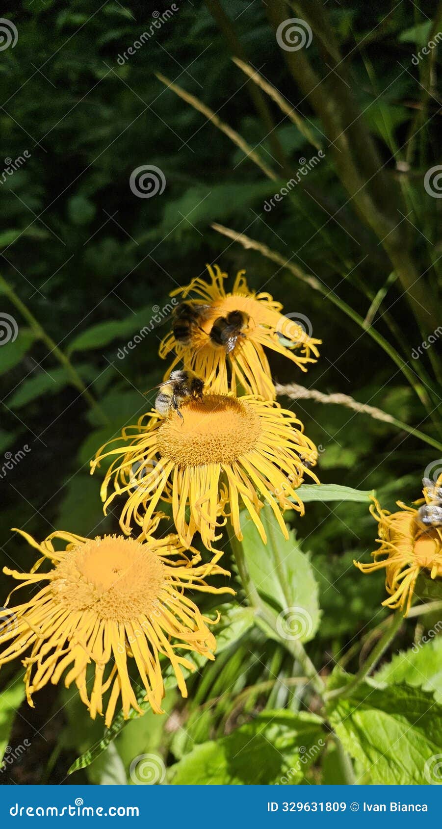 Macro Bumblebee on Yellow Flower. Multiple Bumblebee Stock Image ...
