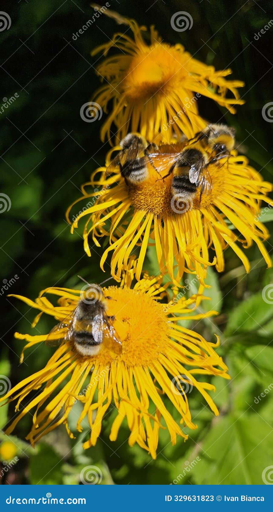 Macro Bumblebee on Yellow Flower. Multiple Bumblebee Stock Image ...