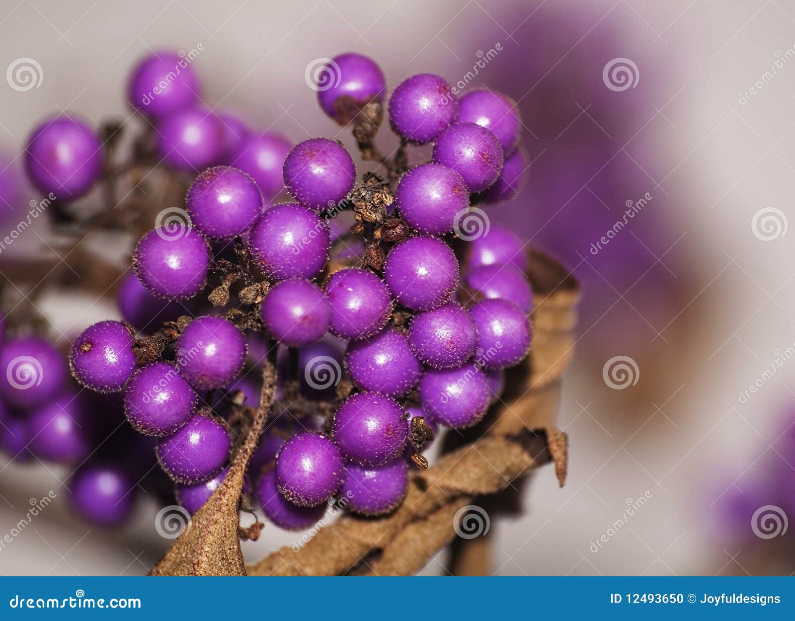 Macro Bunch of Purple Beauty Berries Stock Photo - Image of nature ...