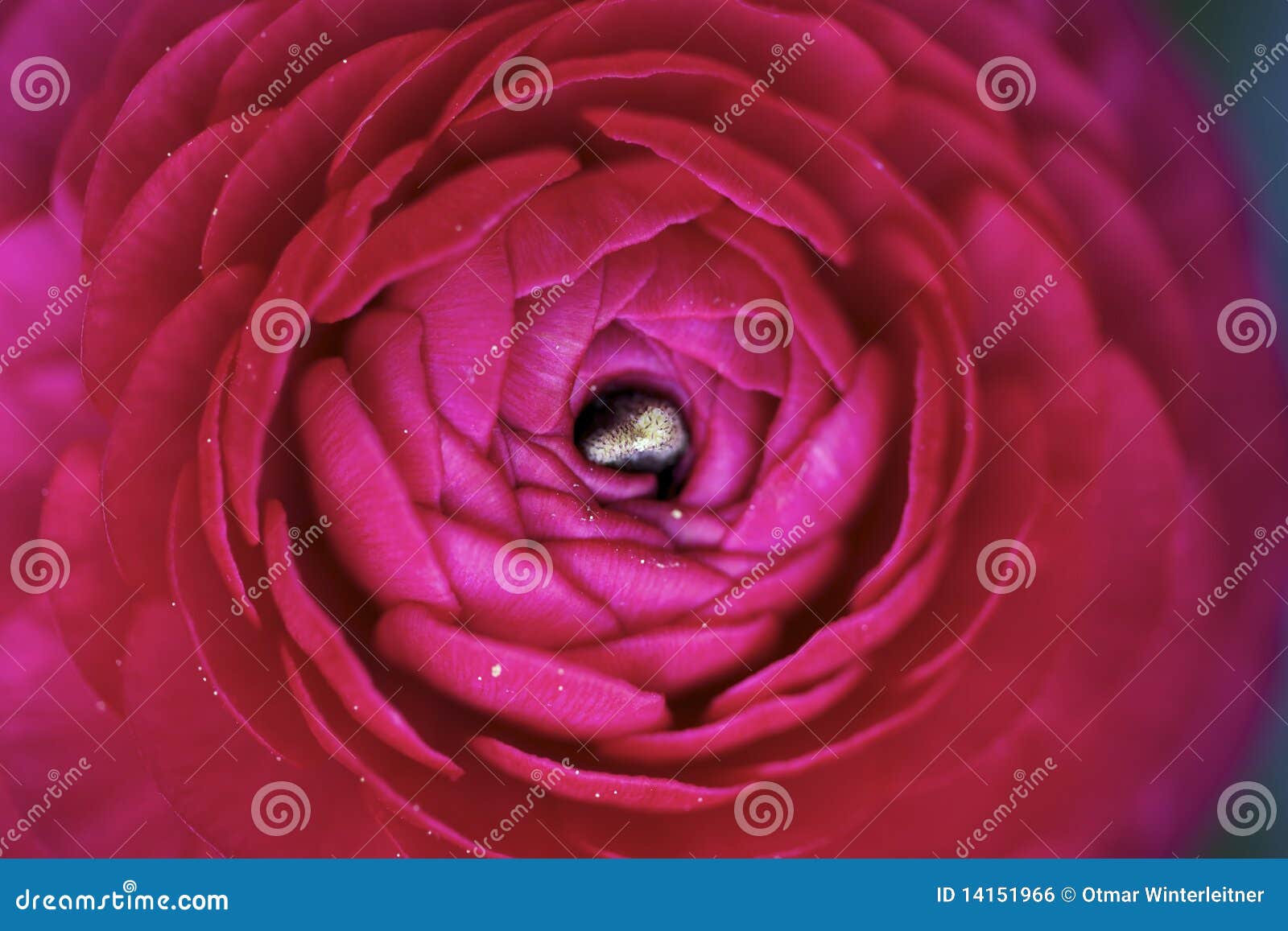 1,946 Single Buttercup Flower Stock Photos - Free & Royalty-Free Stock ...