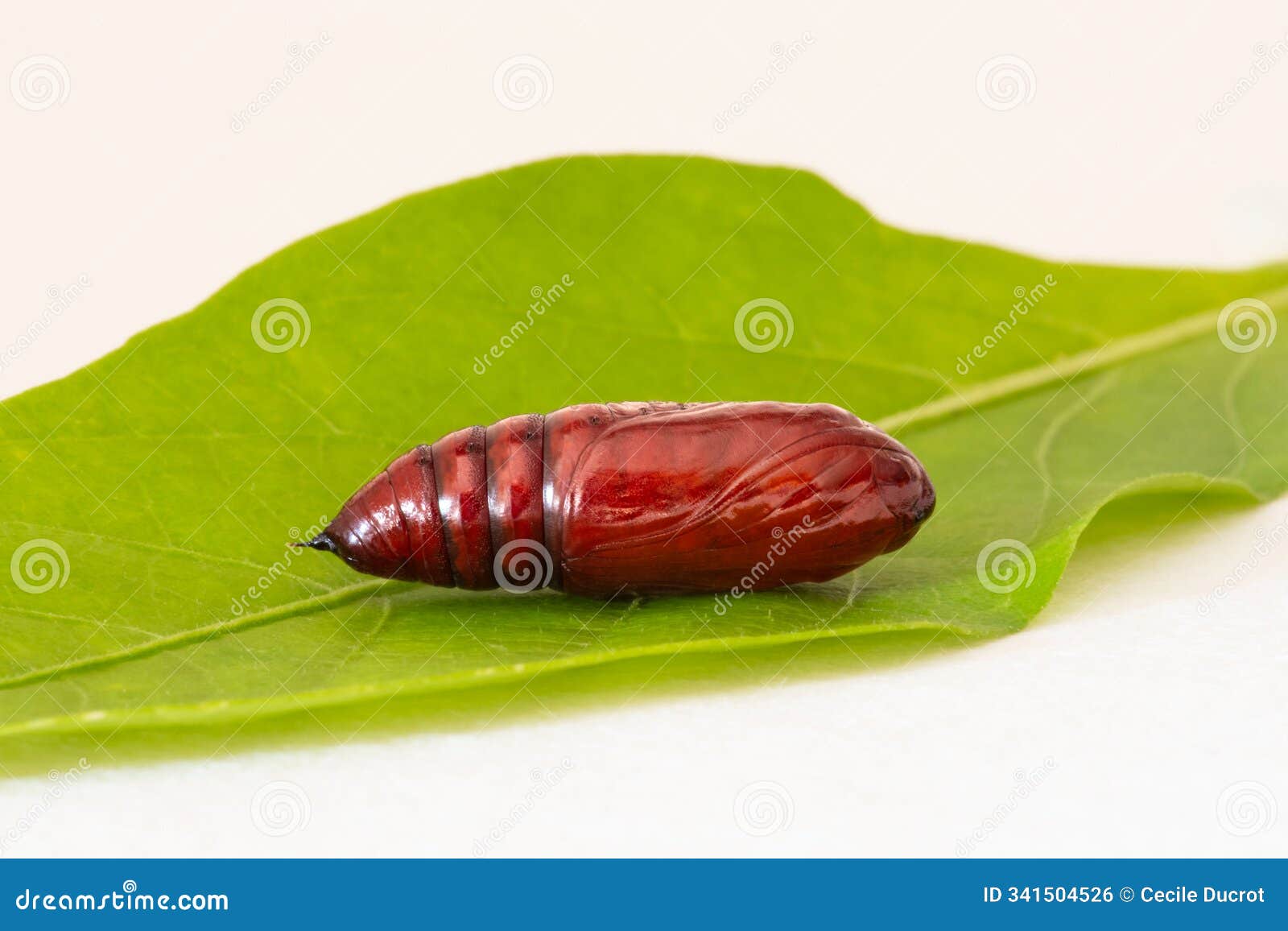 Macro of Butterfly Chrysalis Stock Photo - Image of development ...