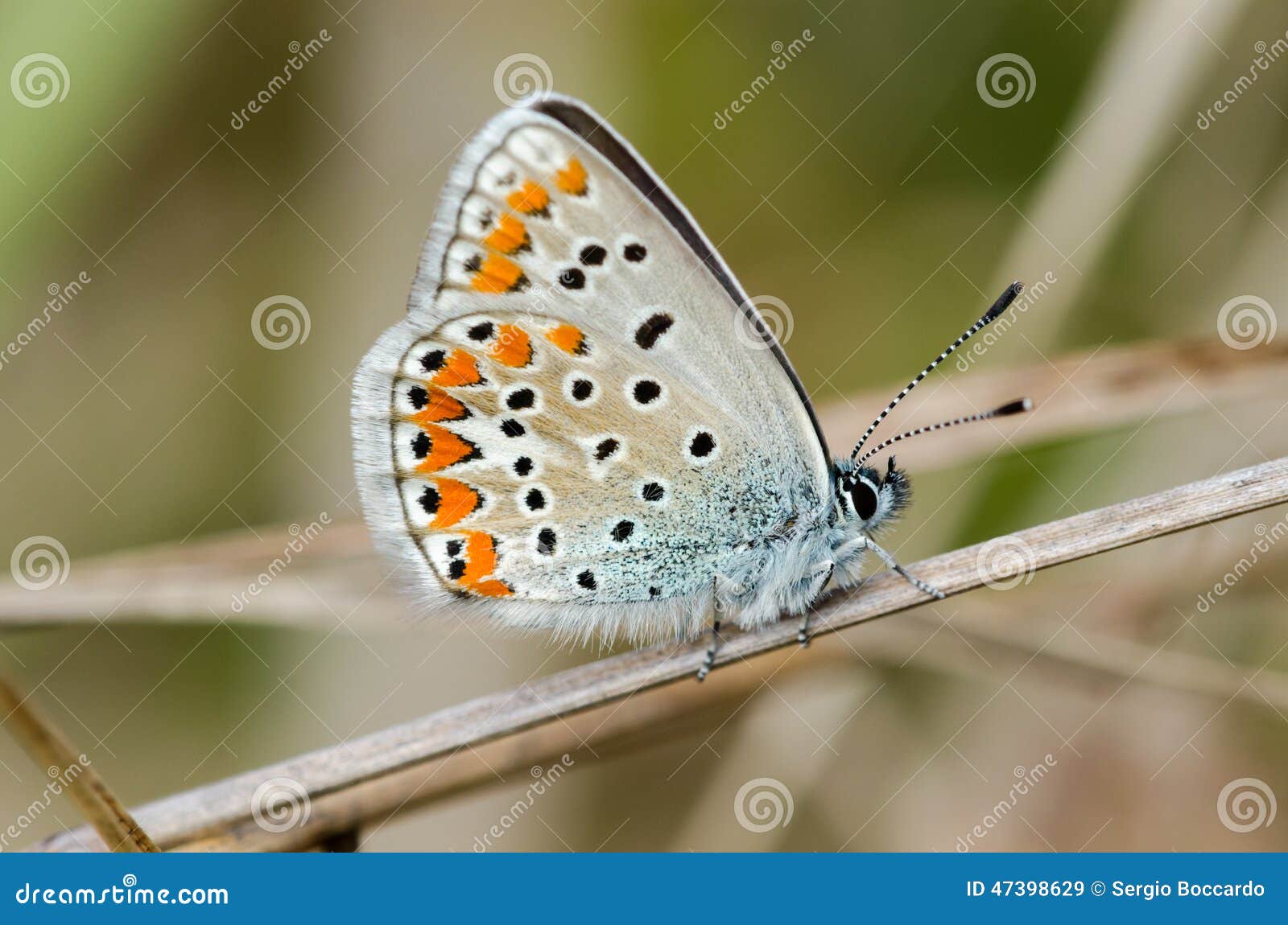 Macro butterfly stock image. Image of nature, wings, antennae - 47398629