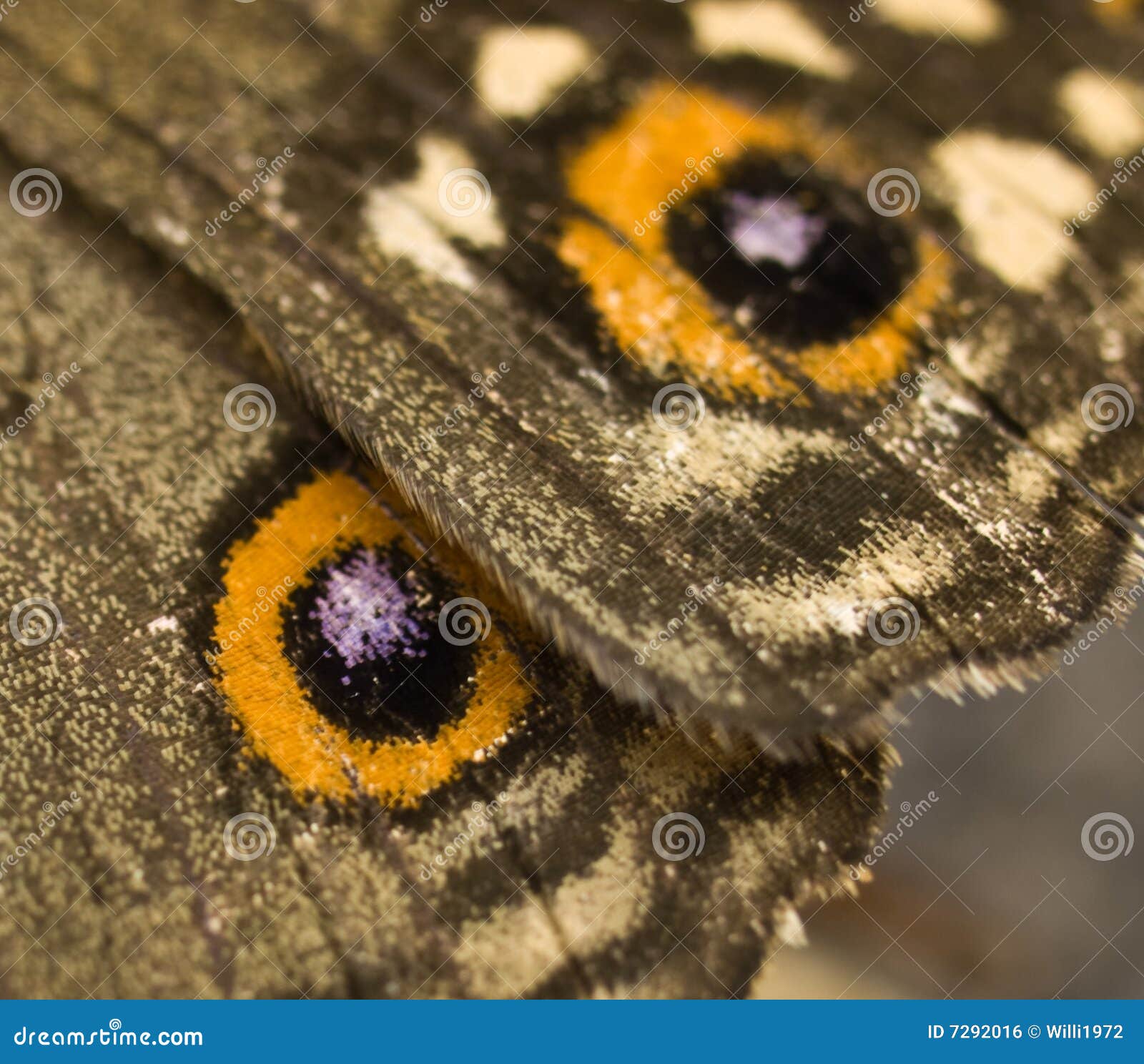 Macro of butterfly wing stock photo. Image of wings, organism - 7292016