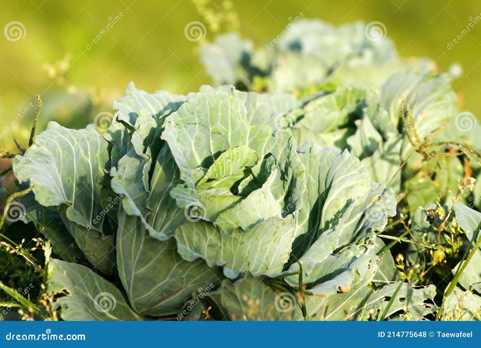 Macro Cabbage, Color Photo of Green Leaves of Cabbage Stock Photo ...