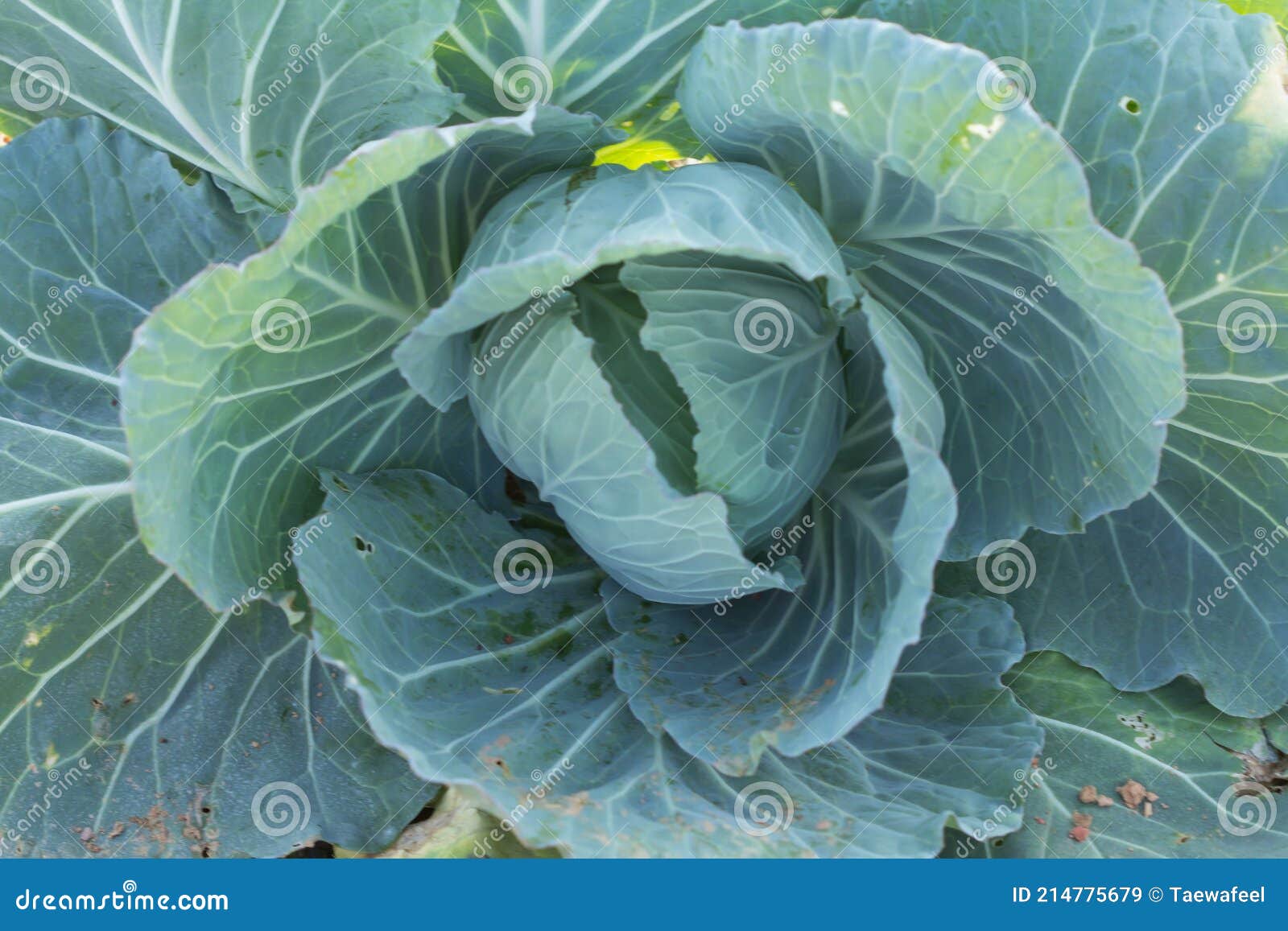 Macro Cabbage, Color Photo of Green Leaves of Cabbage Stock Image ...