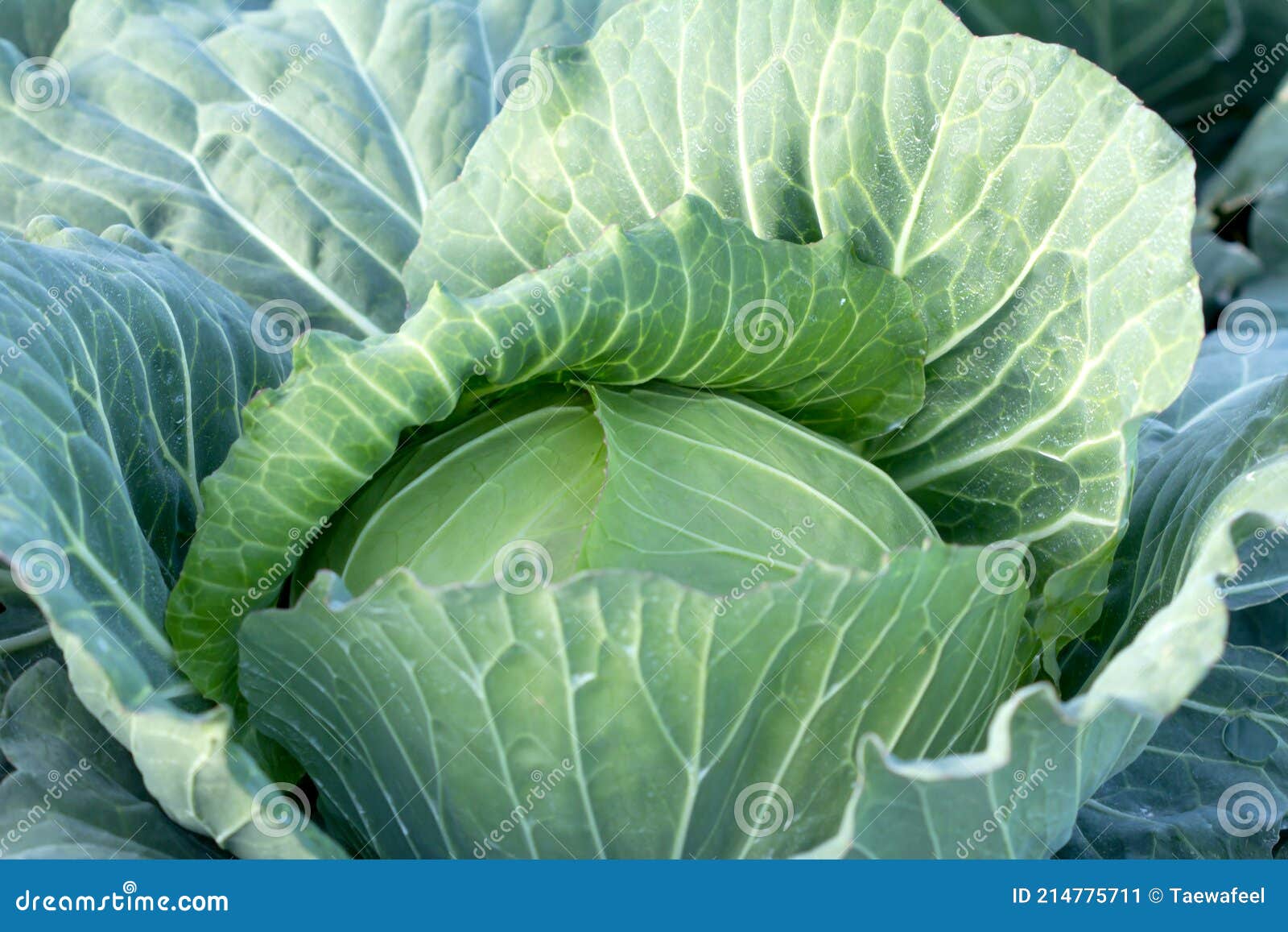 Macro Cabbage, Color Photo of Green Leaves of Cabbage Stock Image ...