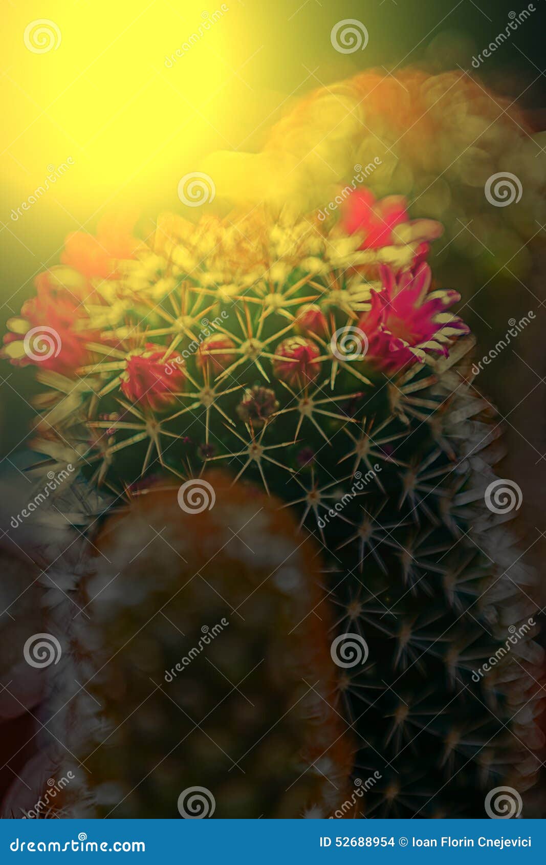 Macro of Cactus Flower Blooming in Sunset Light 4 Stock Photo - Image ...