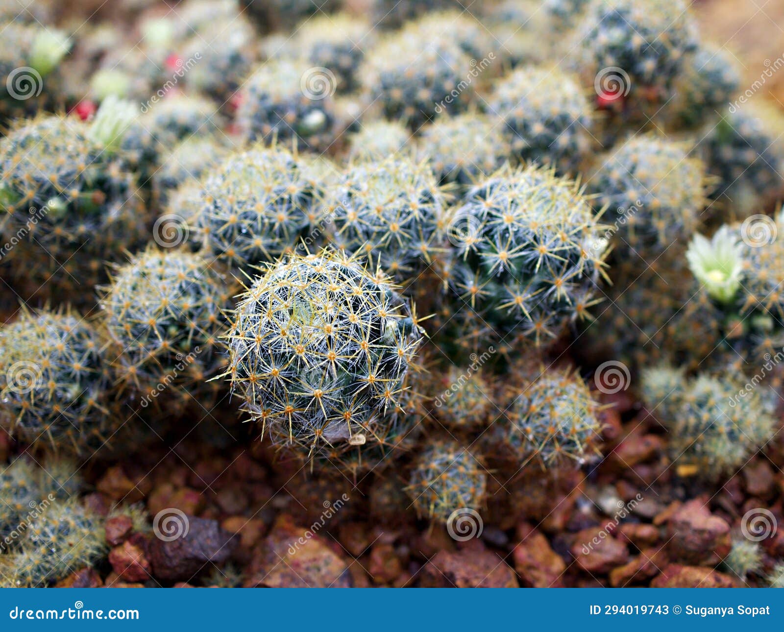 Macro Cactus Mammillaria Prolifera Texas Nipple Desert Plants Stock