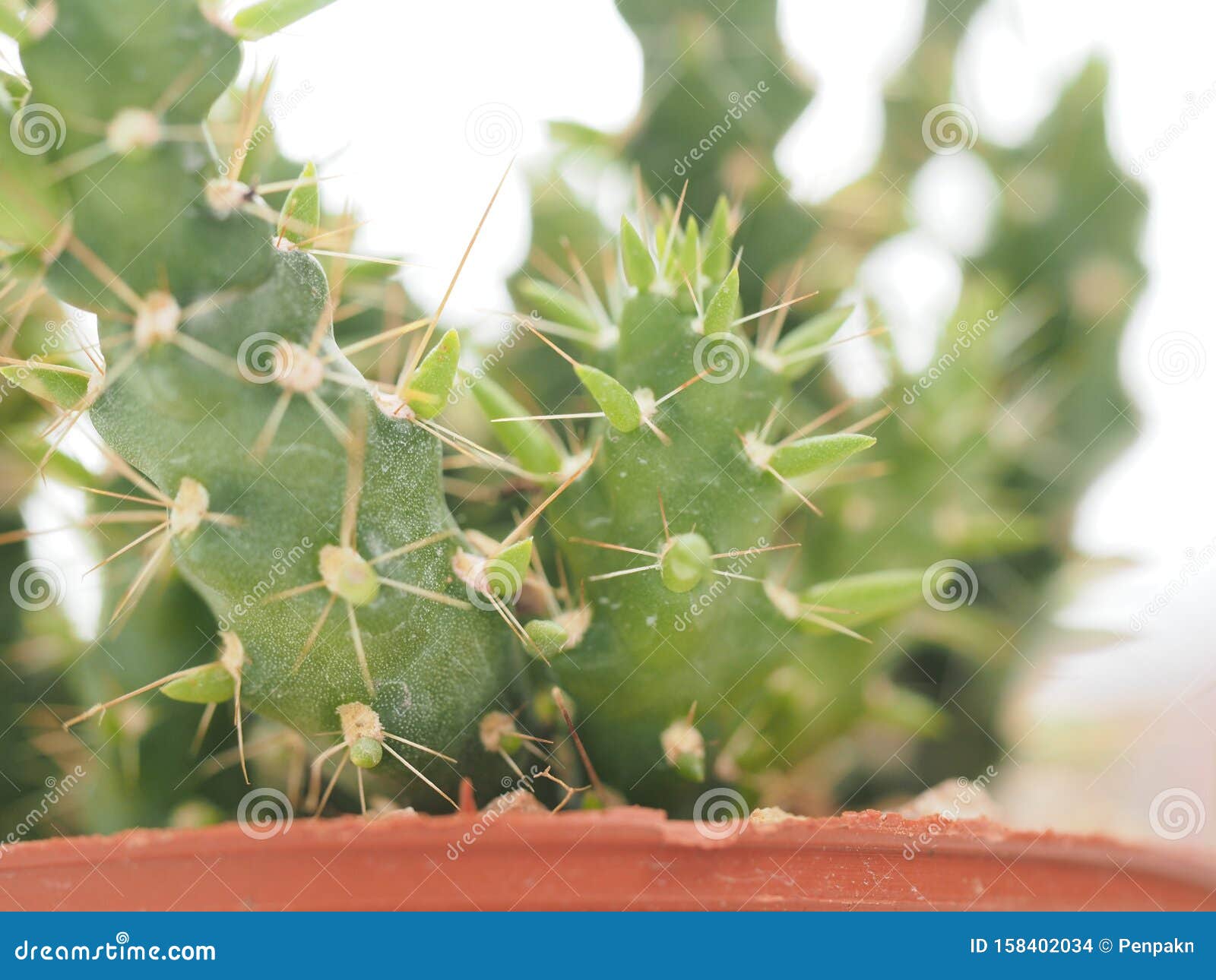 Cactus Tree Green Trunk Has Sharp Spikes Around Stock Photo - Image of ...