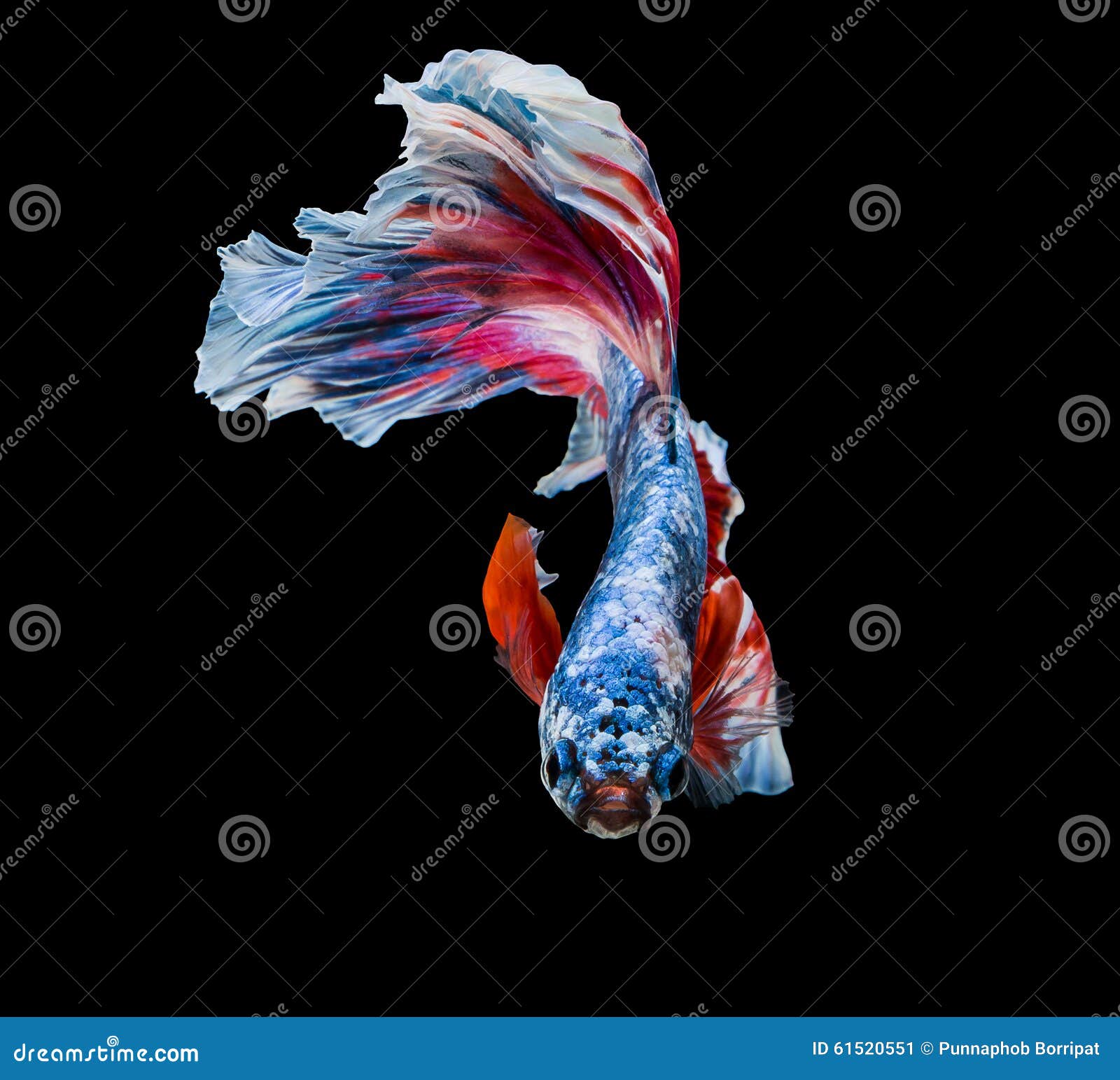 Macro Capture the Moving Siam Fish Stock Image - Image of background ...