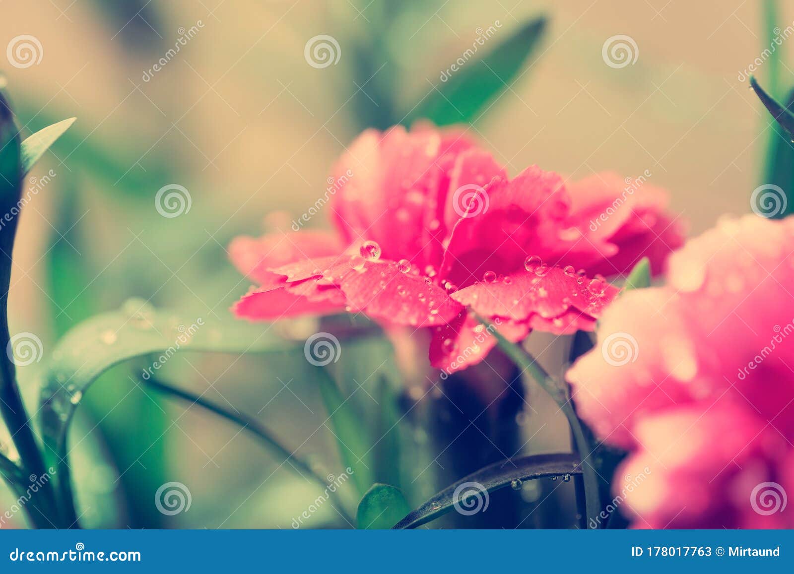 Macro Carnation Flower with Dew Drops Stock Image - Image of garden ...
