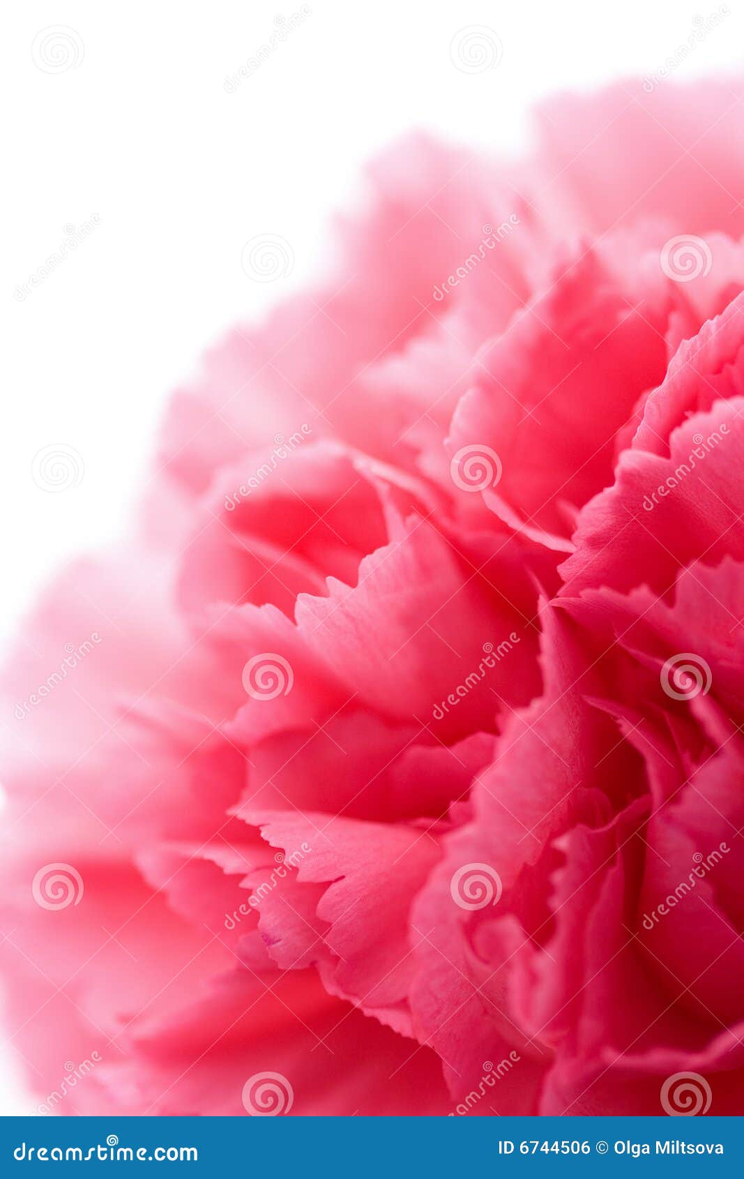 Macro of Carnation Flower Isolated Stock Photo - Image of clear ...