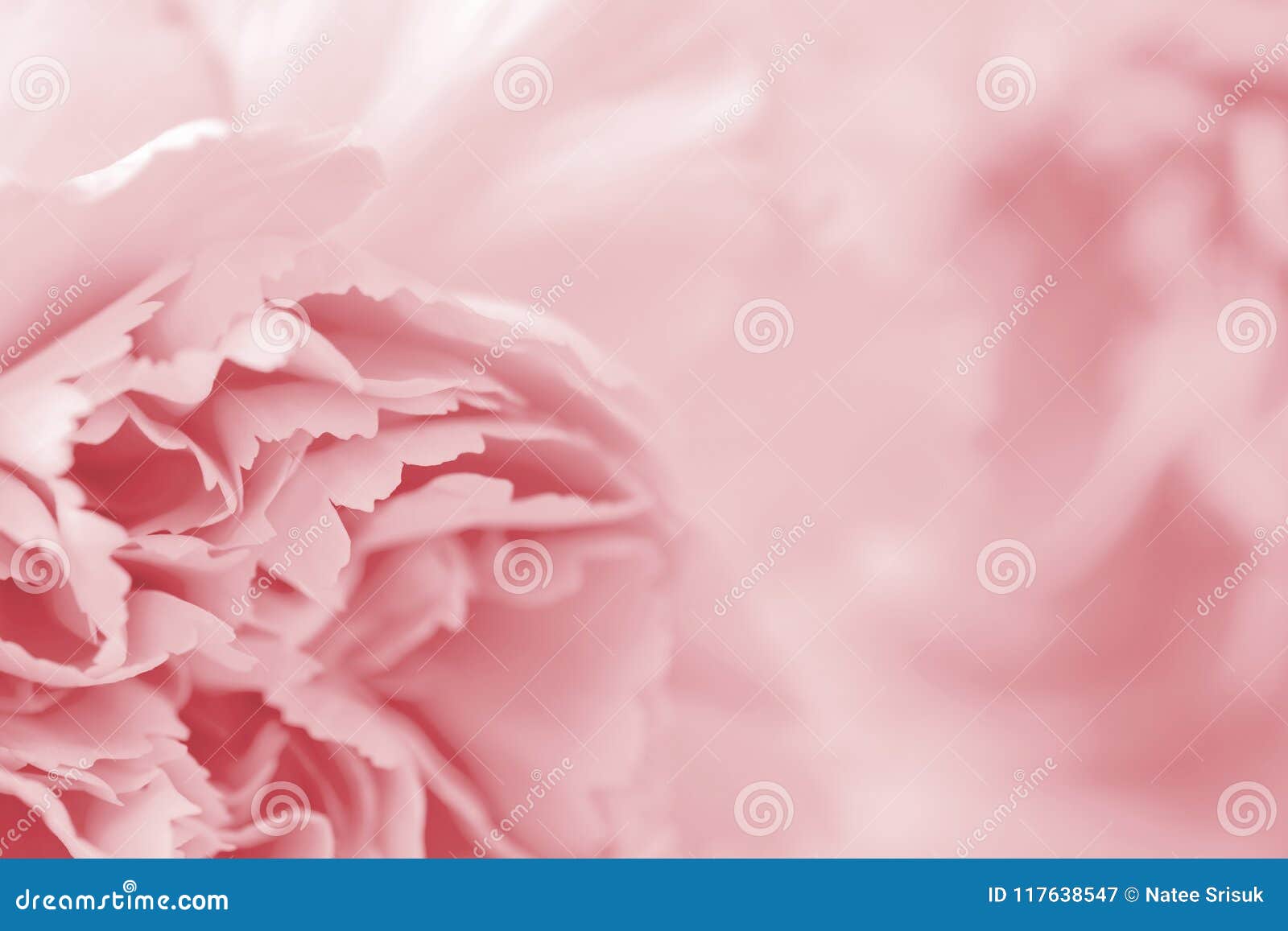 Macro Carnation Flower Pastel Color Background Stock Image - Image of ...