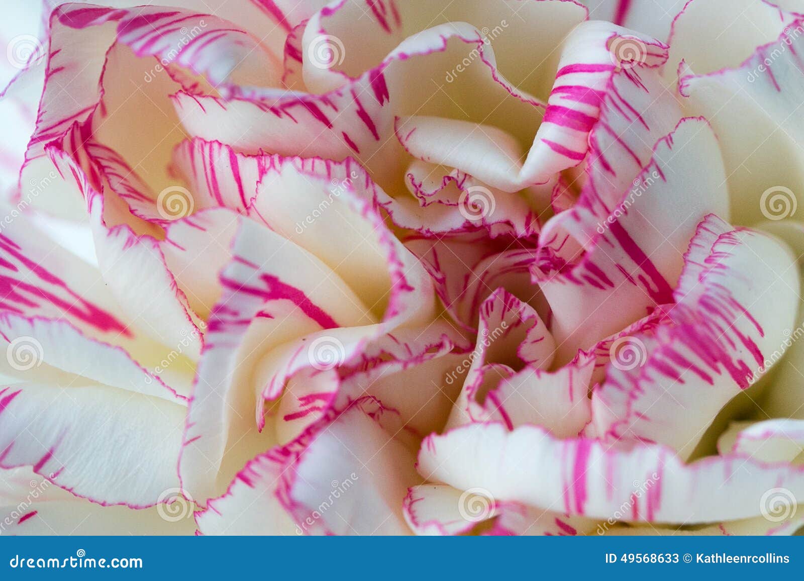 Macro carnation petals stock image. Image of nature, pretty - 49568633