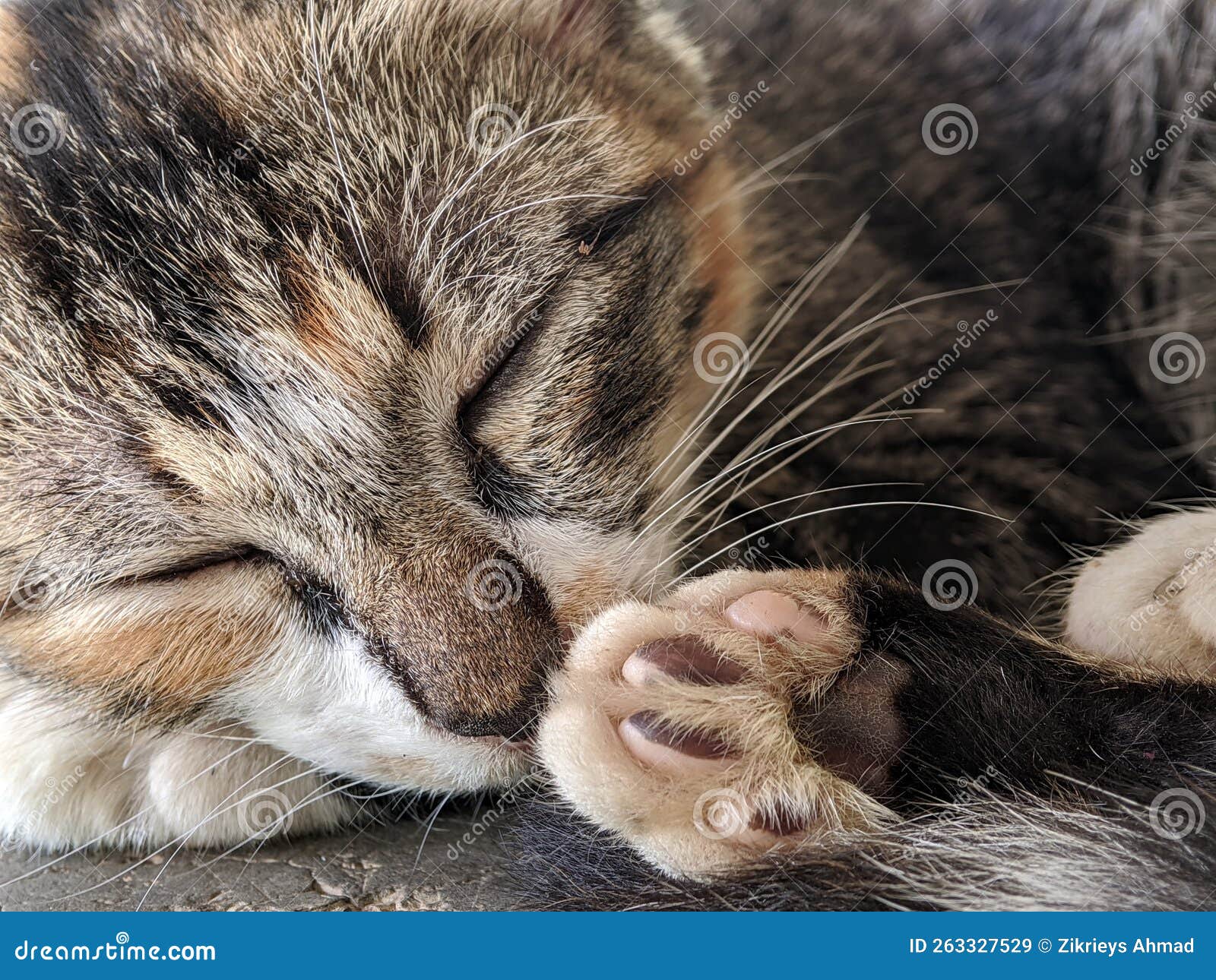Macro of cat face texture stock image. Image of organ - 263327529