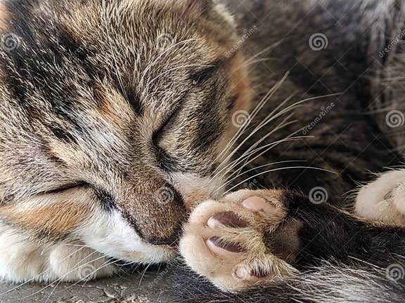 Macro of cat face texture stock image. Image of organ - 263327529