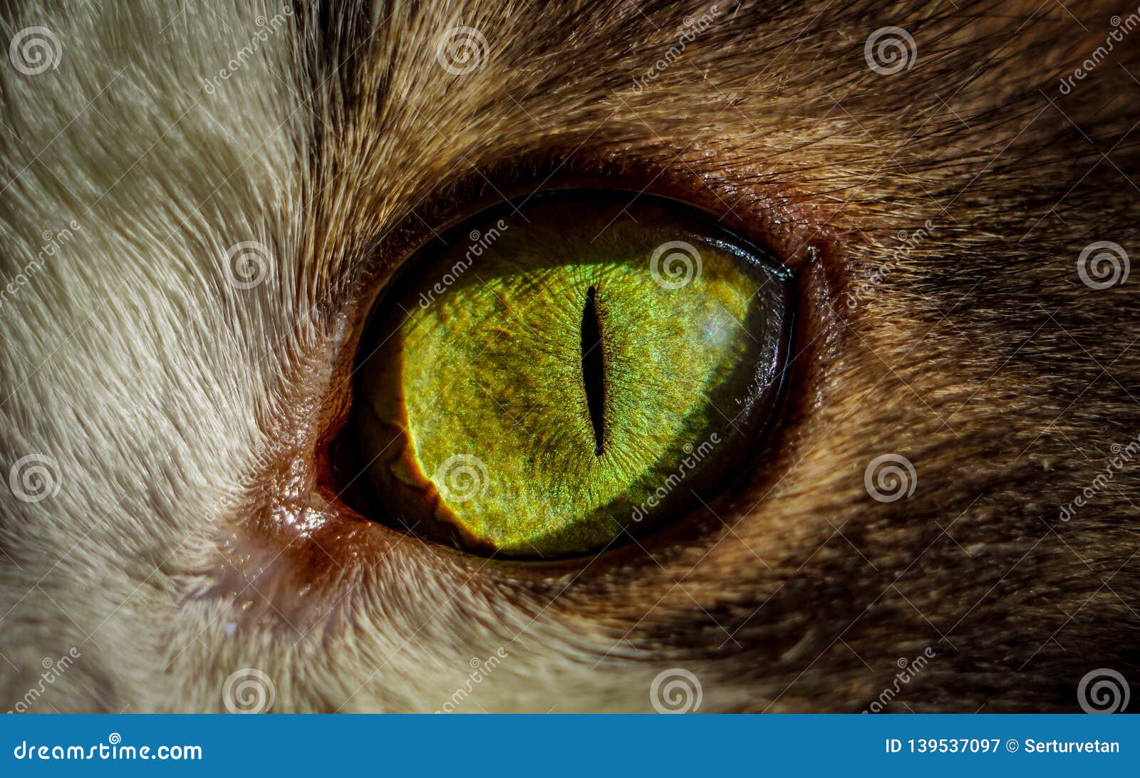 Macro Cat`s Eye. View of Green and Yellow Colours of Cat Eye Stock ...