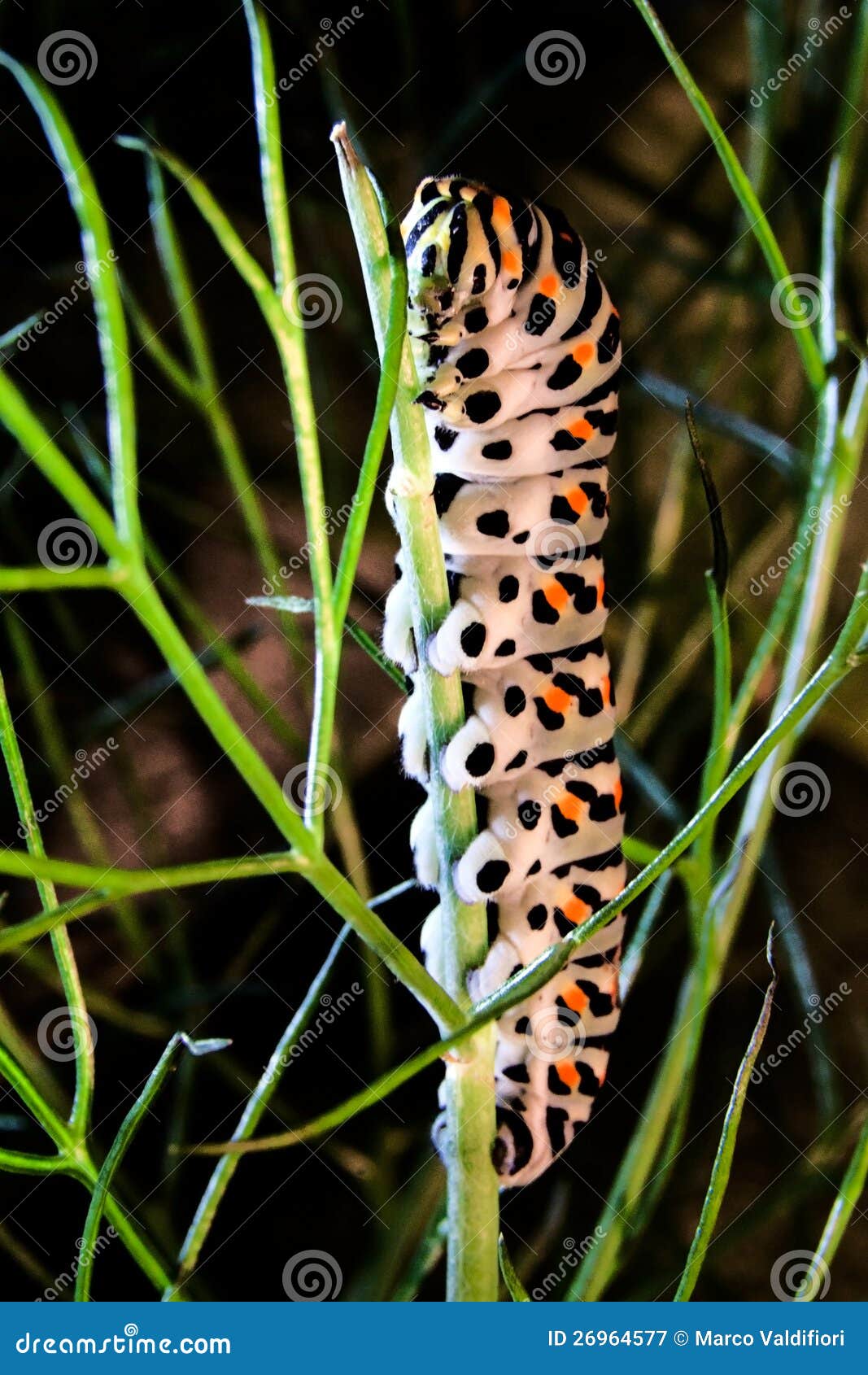 Macro of a caterpillar stock image. Image of close, caterpillar - 26964577