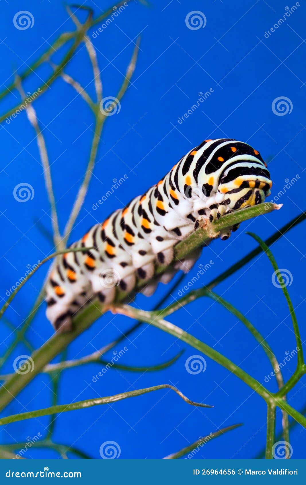 Macro of a caterpillar stock photo. Image of entomology - 26964656