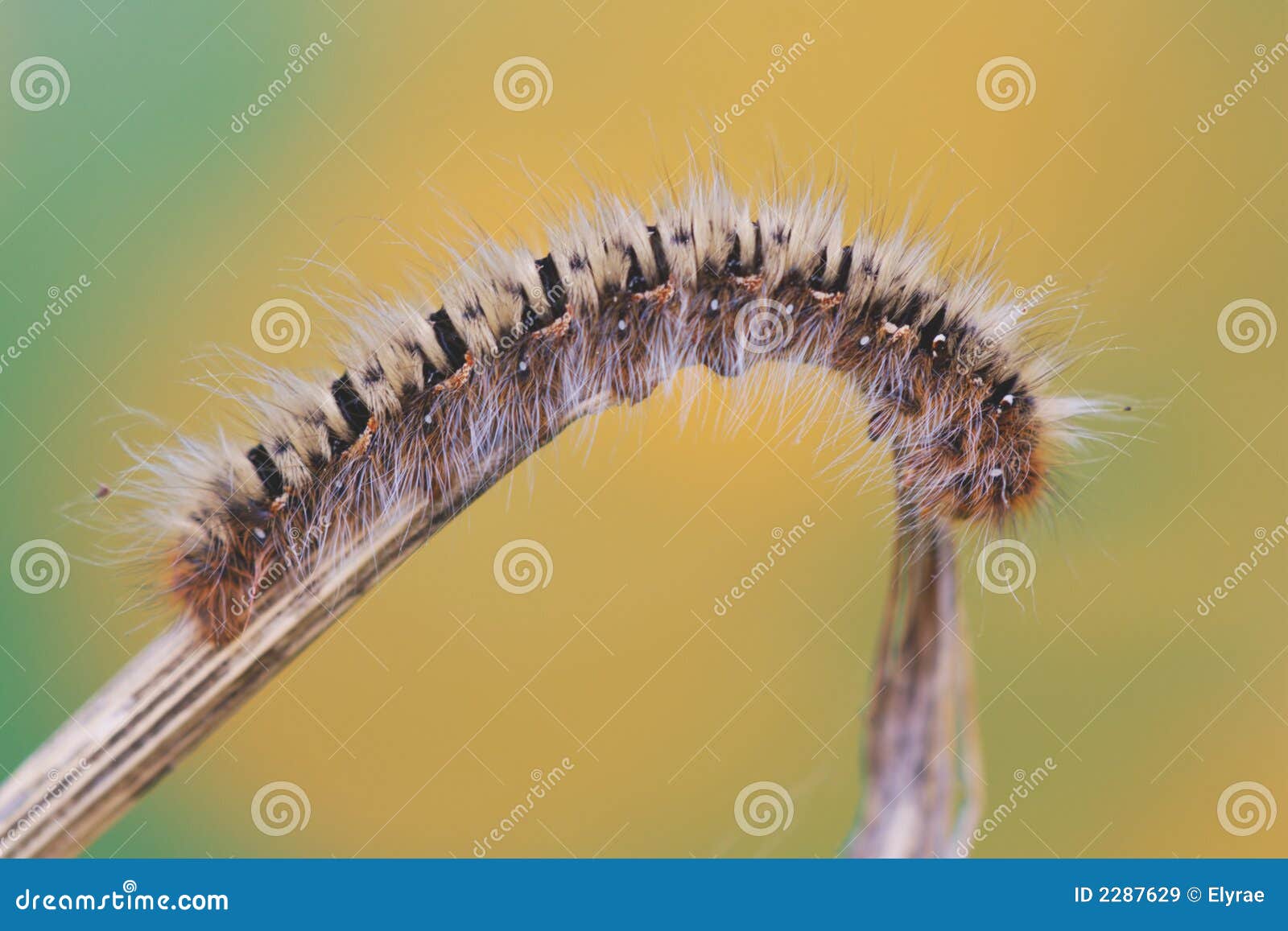Macro Caterpillar on Branch Stock Image - Image of legged, colors: 2287629