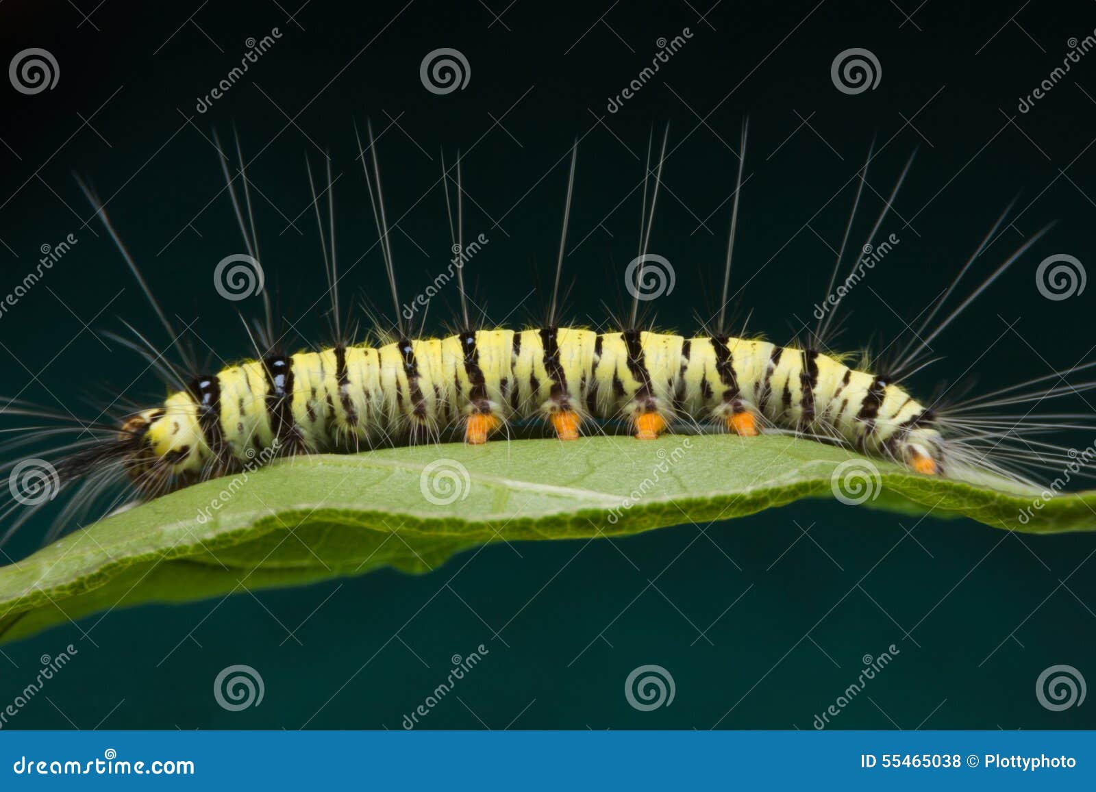 Macro of caterpillar stock photo. Image of beauty, green - 55465038