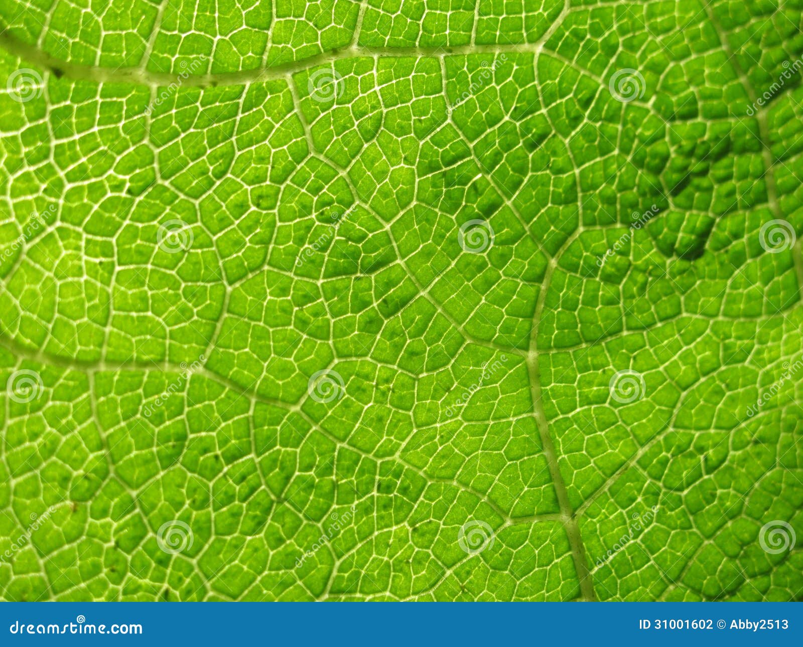Macro of Cell Pattern in Large Green Leaf Stock Photo - Image of grow ...
