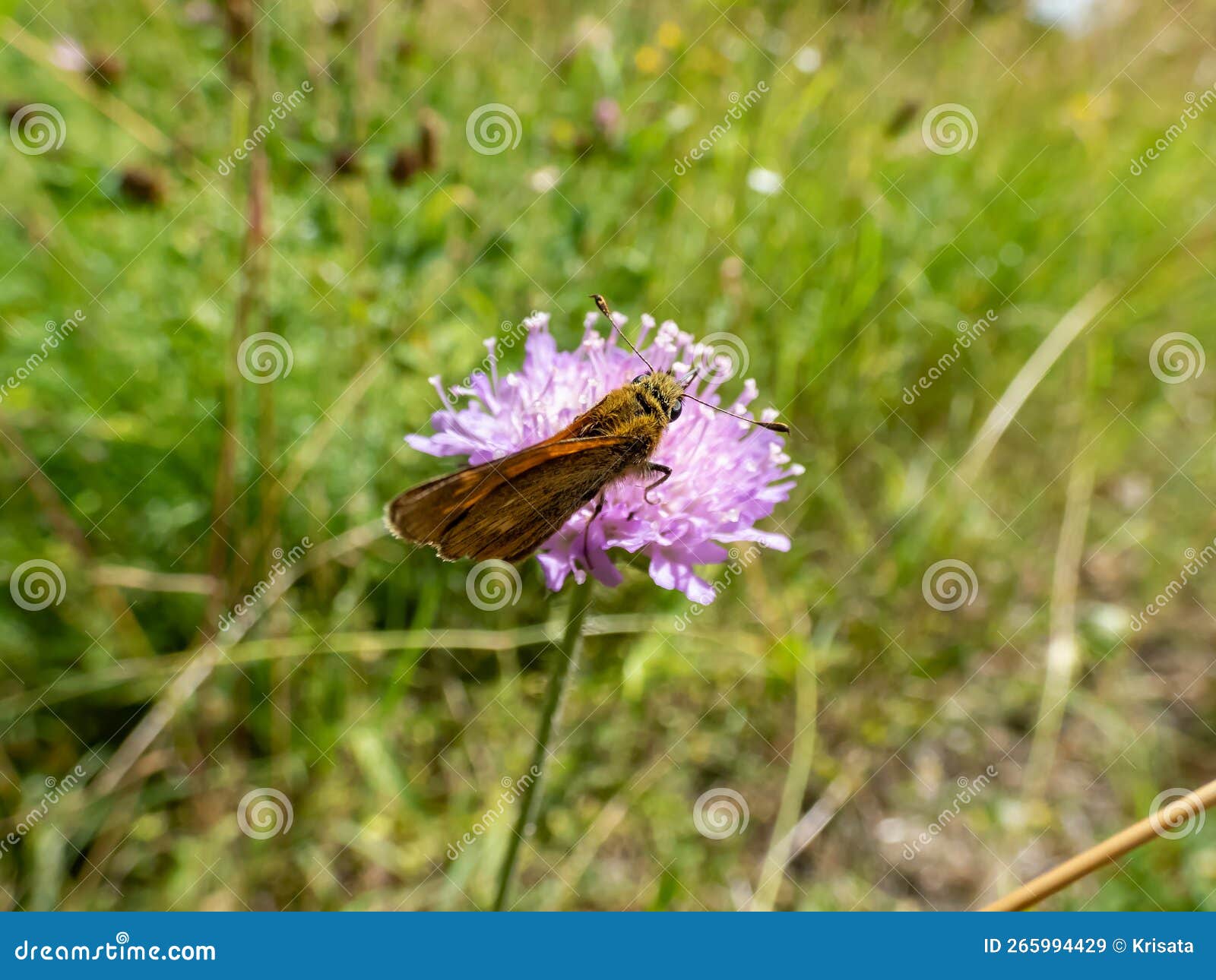Macro of the Chequered Skipper or Arctic Skipper (Carterocephalus ...