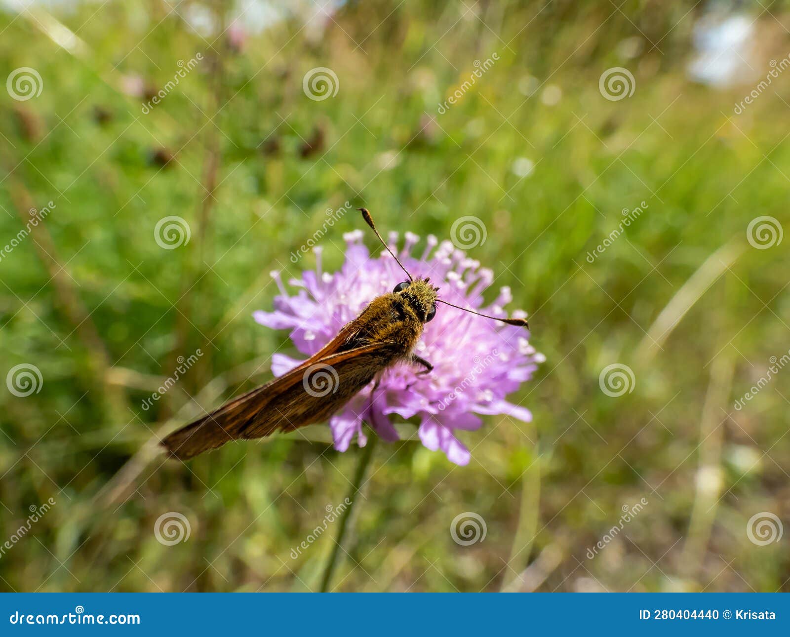 Macro of the Chequered Skipper or Arctic Skipper (Carterocephalus ...