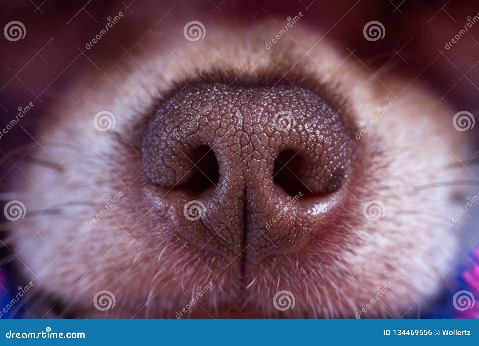 Macro of a chihuahua nose stock photo. Image of nature - 134469556