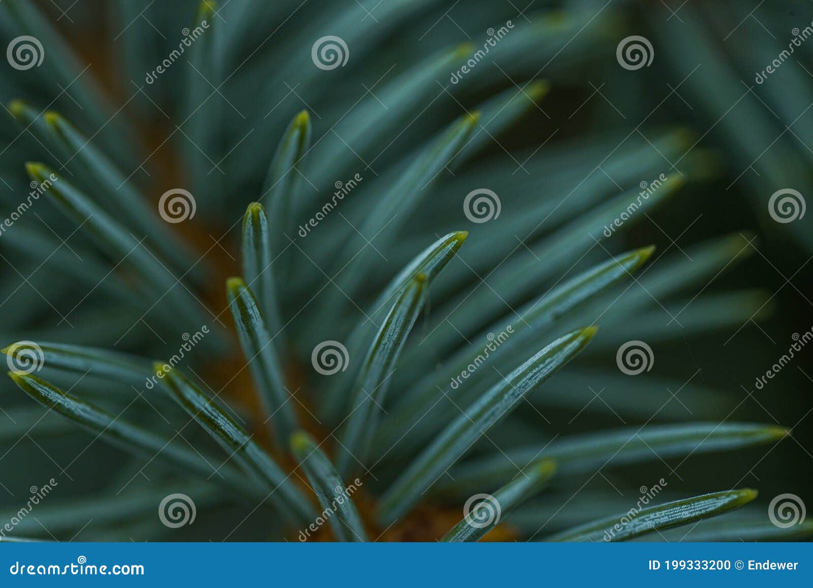 Macro Christmas Lights Hanging in a Tree Stock Photo - Image of ...