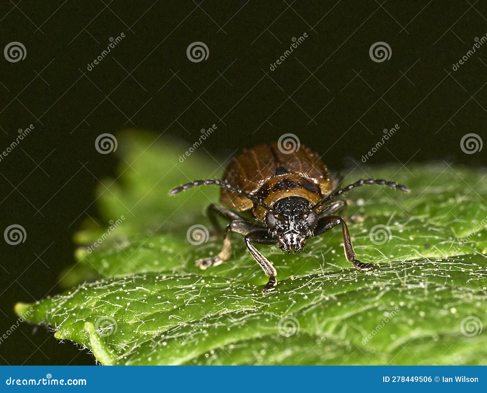 Macro of Chrysonelidae Lochmaea Brown Leaf Beetle Stock Photo - Image ...